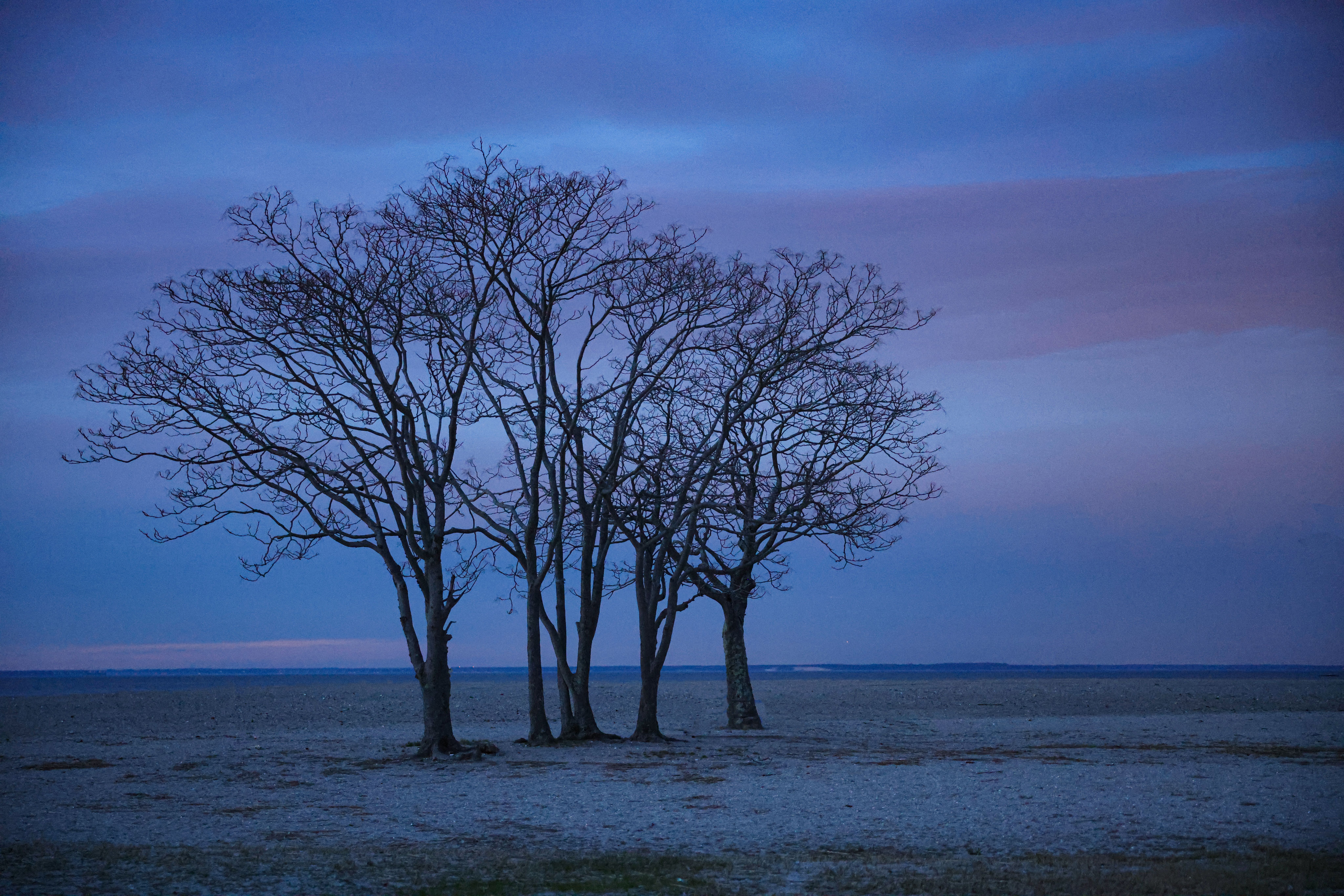 Trees on Plains in Evening · Free Stock Photo