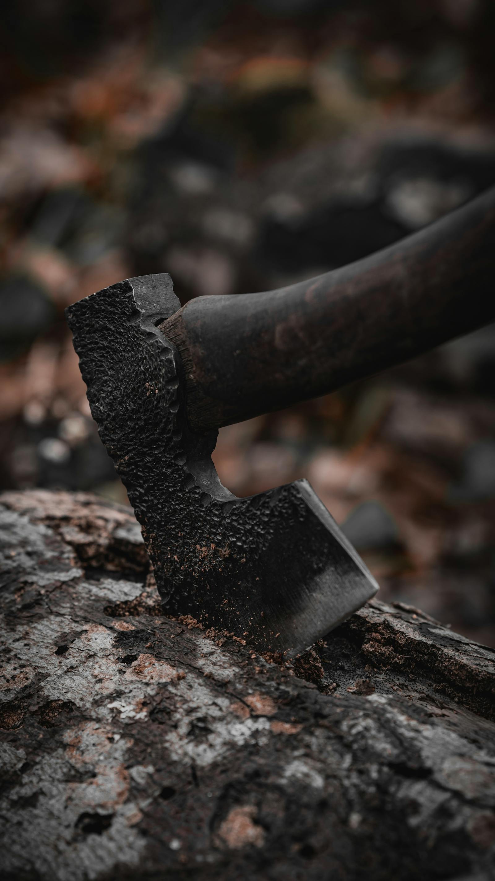 Axe Tree Photos, Download The BEST Free Axe Tree Stock Photos & HD Images
