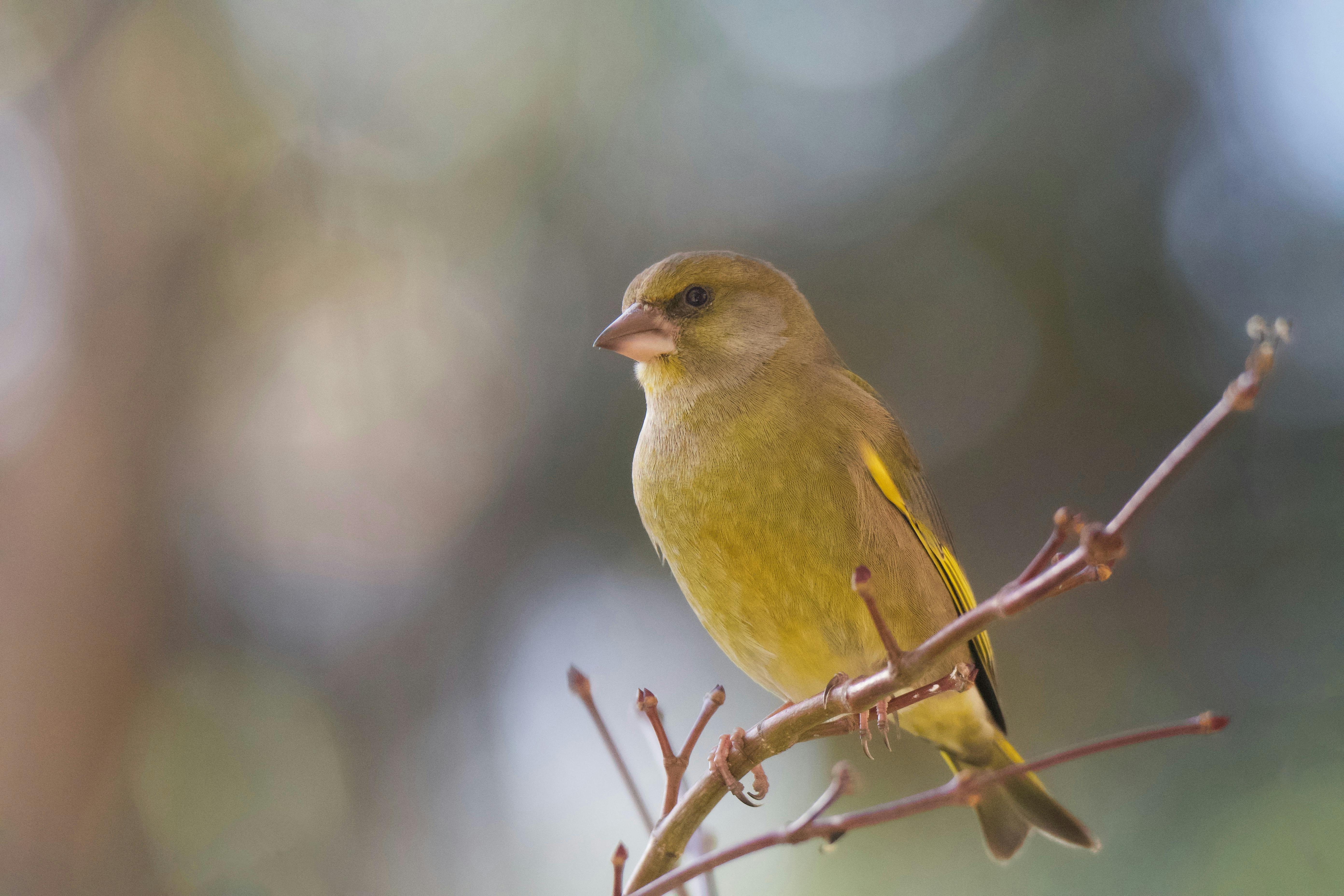 Bird Wallpaper Photos, Download The BEST Free Bird Wallpaper Stock ...