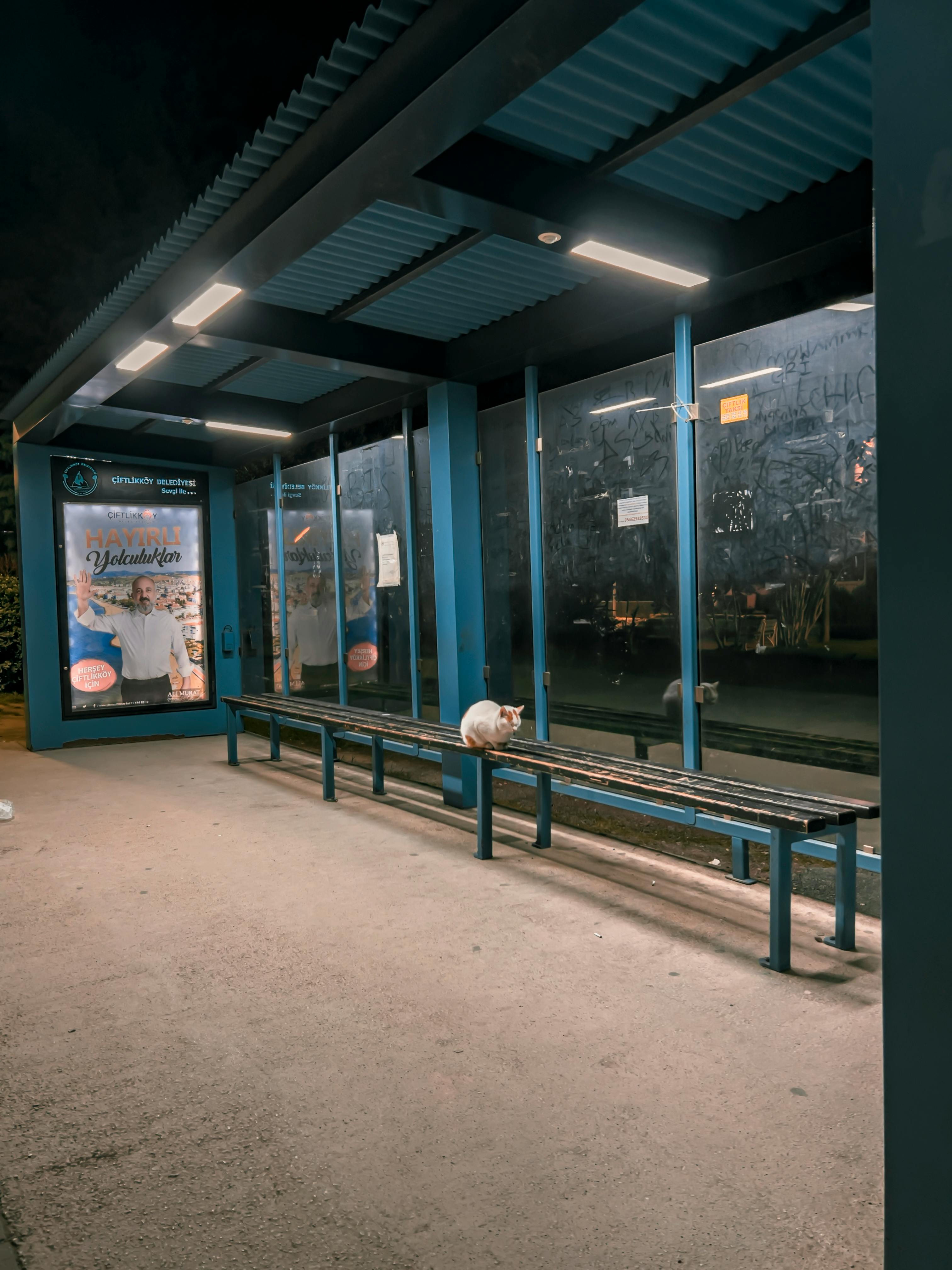 Cat Sitting on Bench on Bus Stop at Night · Free Stock Photo