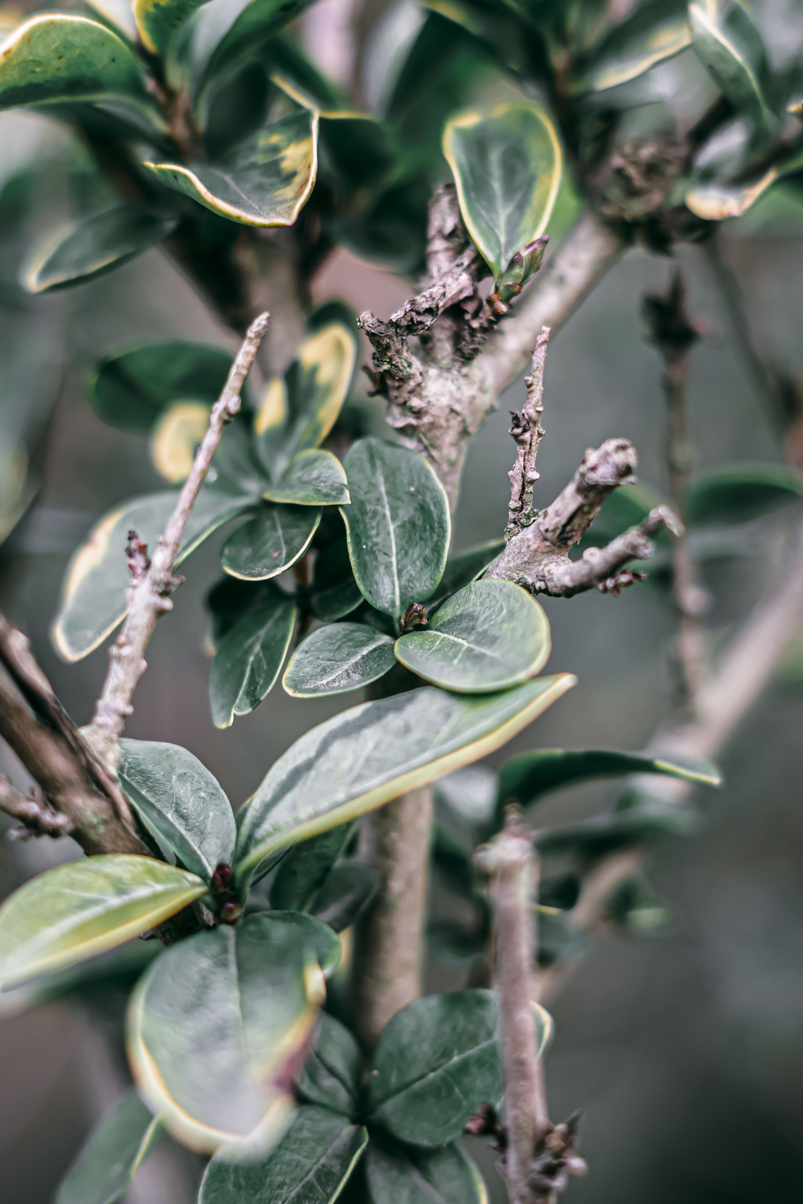 Macro shot of moody plant · Free Stock Photo