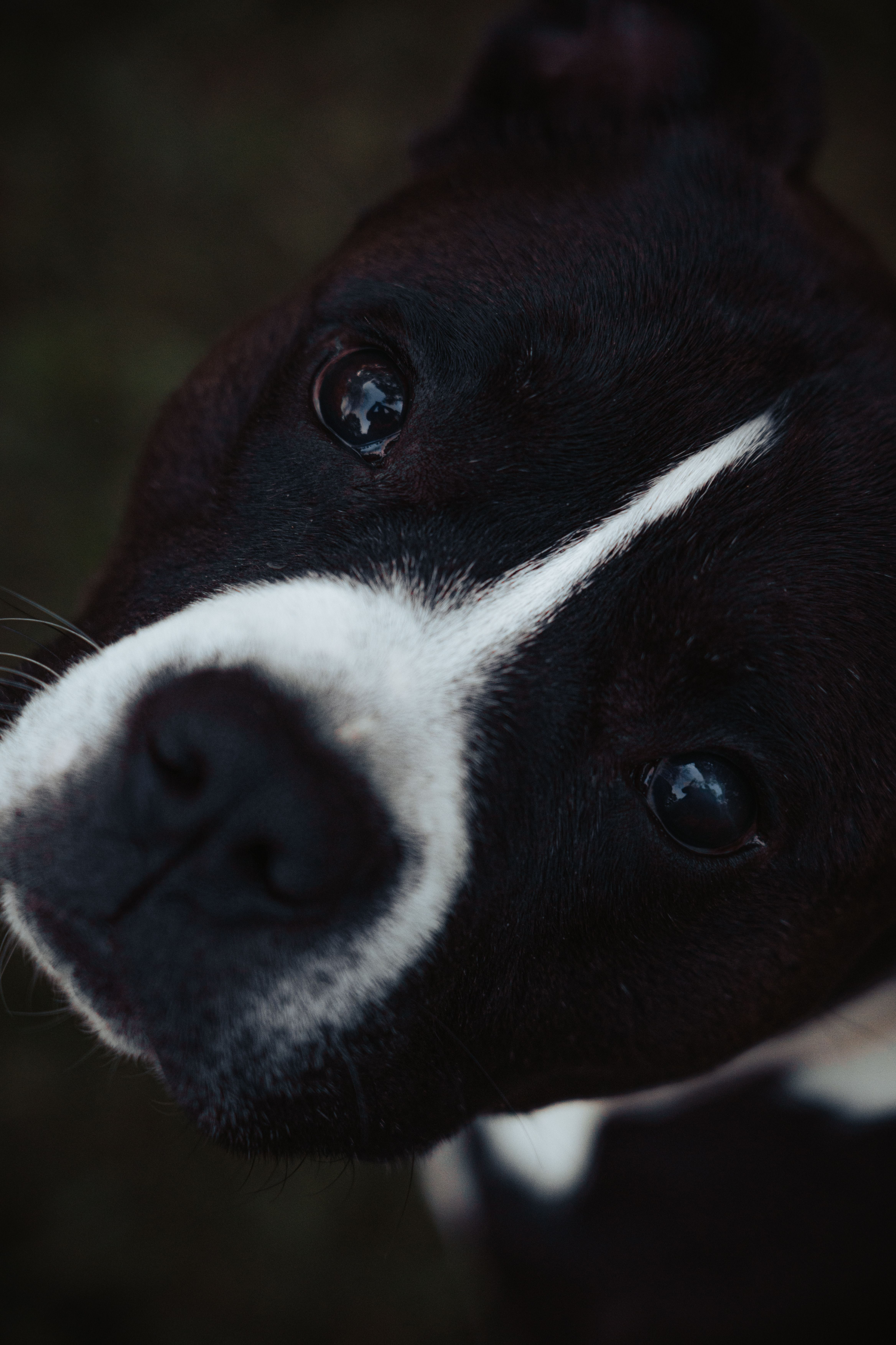 Close up of Pitbull · Free Stock Photo