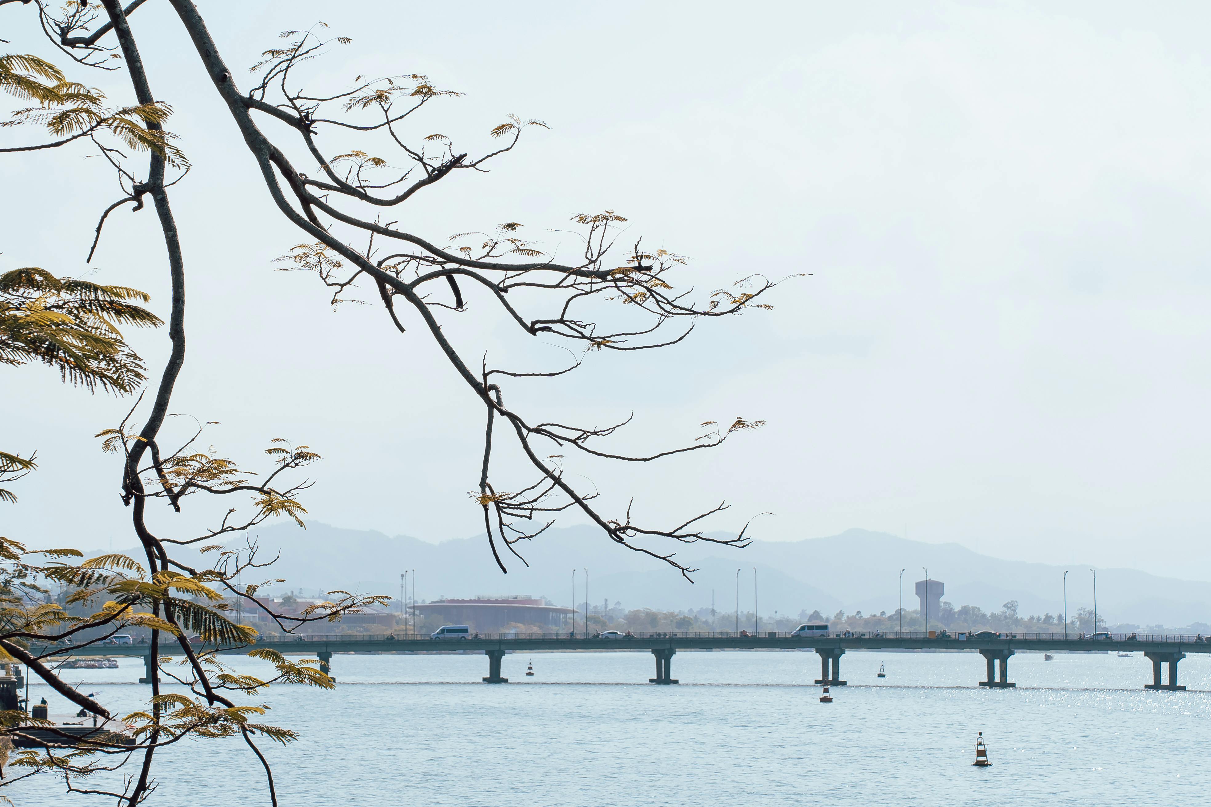 Branch over River with Bridge behind · Free Stock Photo