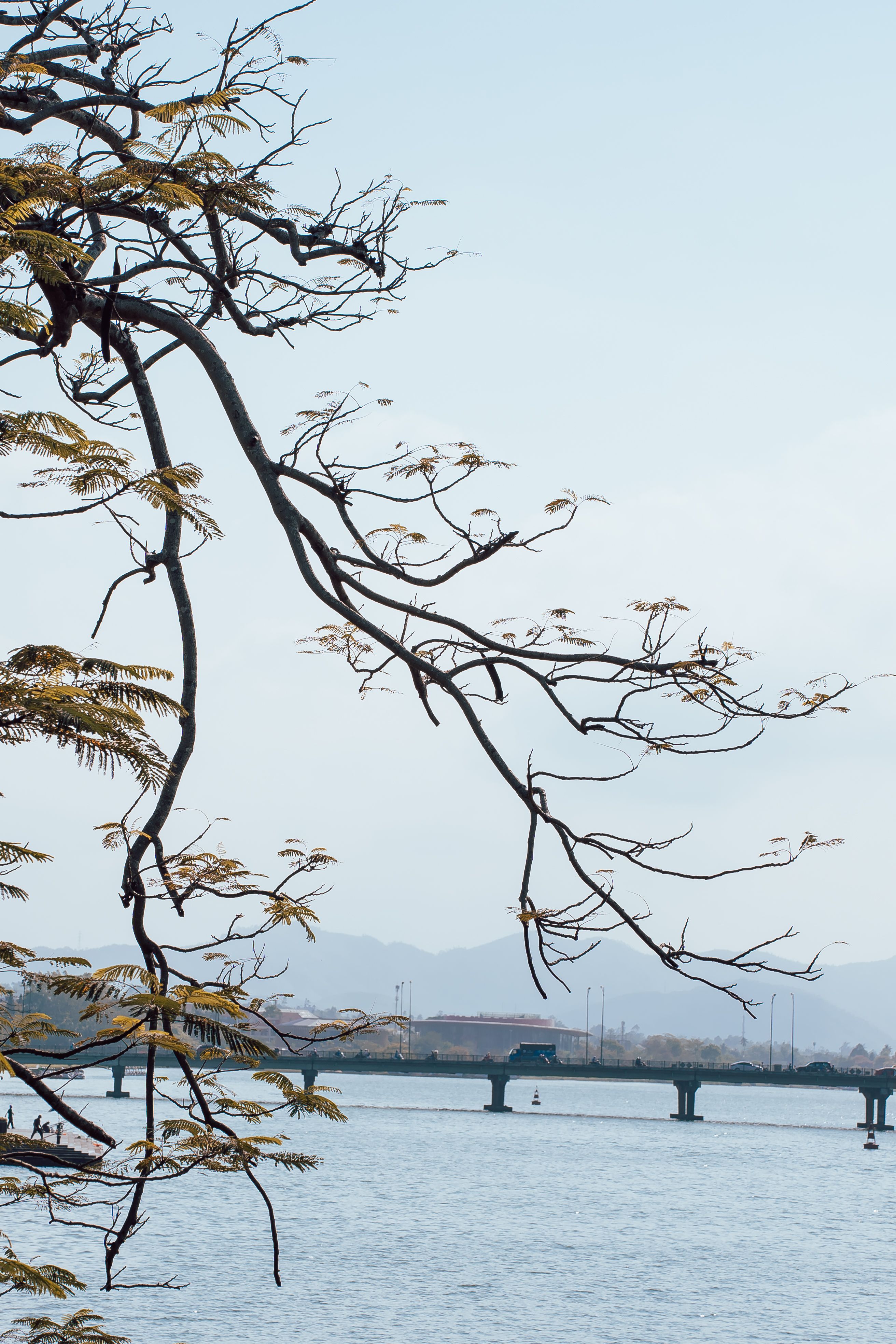Tree Branches above Water in Nature · Free Stock Photo