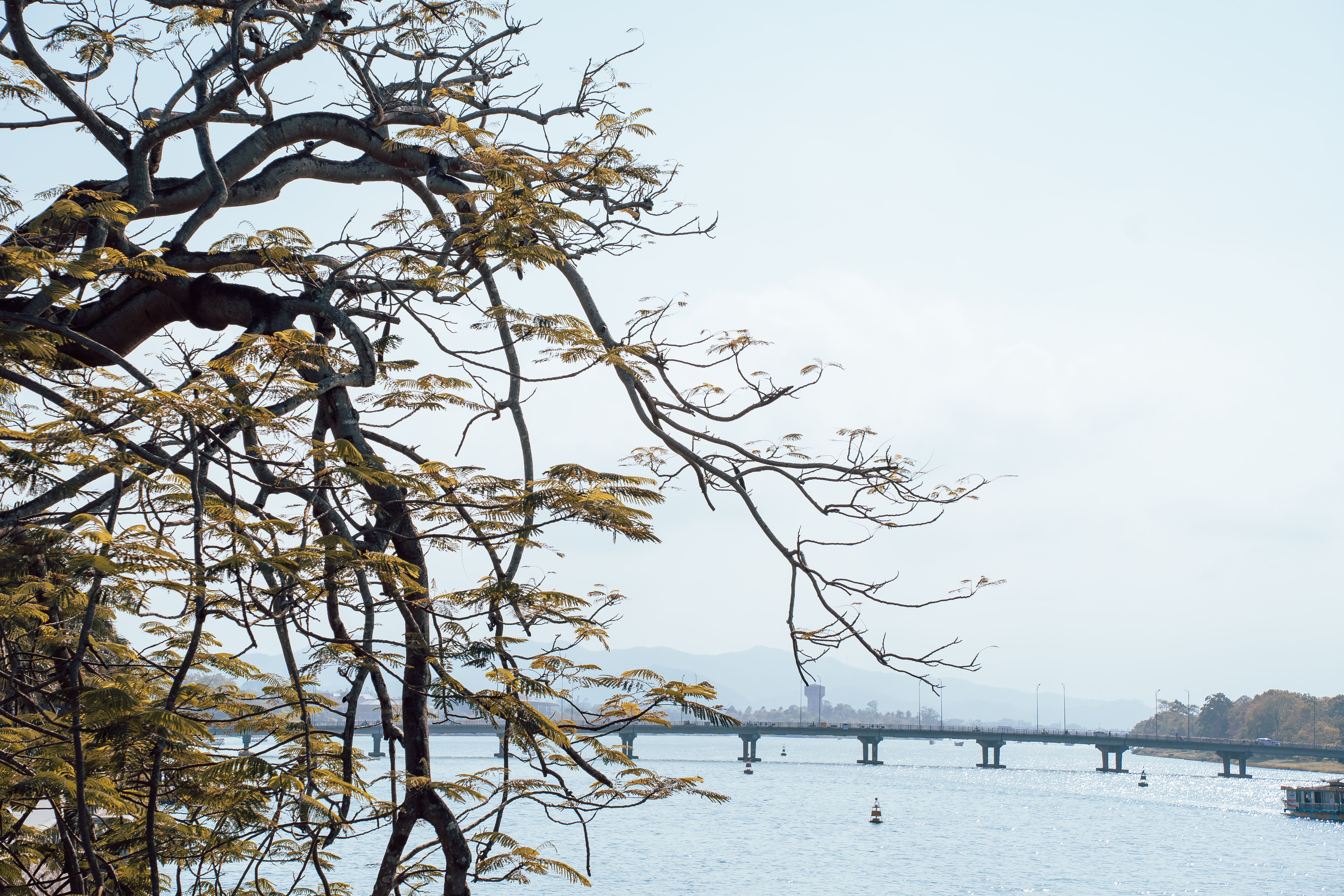 Tree Branches above River in Nature · Free Stock Photo