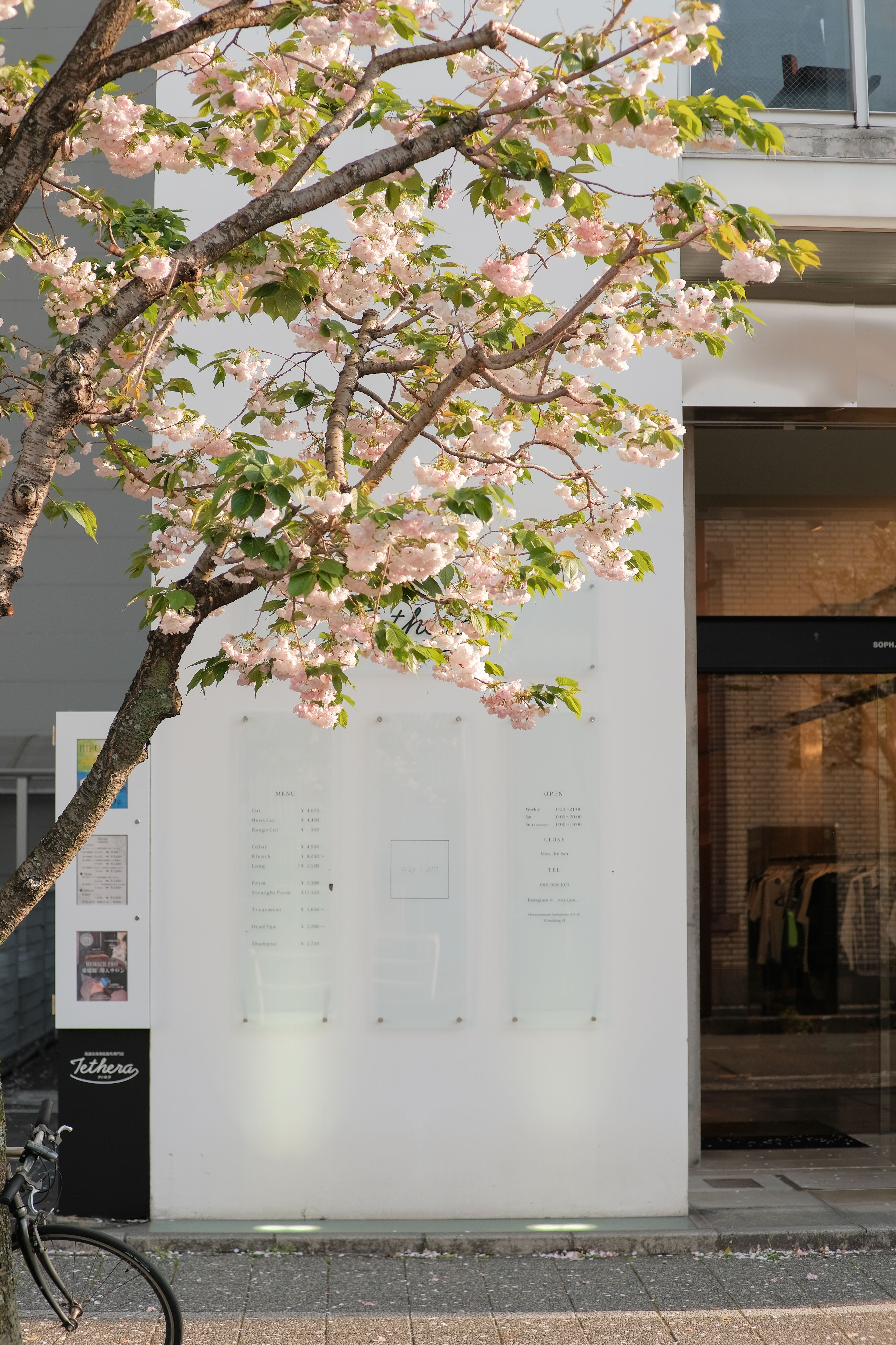 Cherry Tree on Street · Free Stock Photo