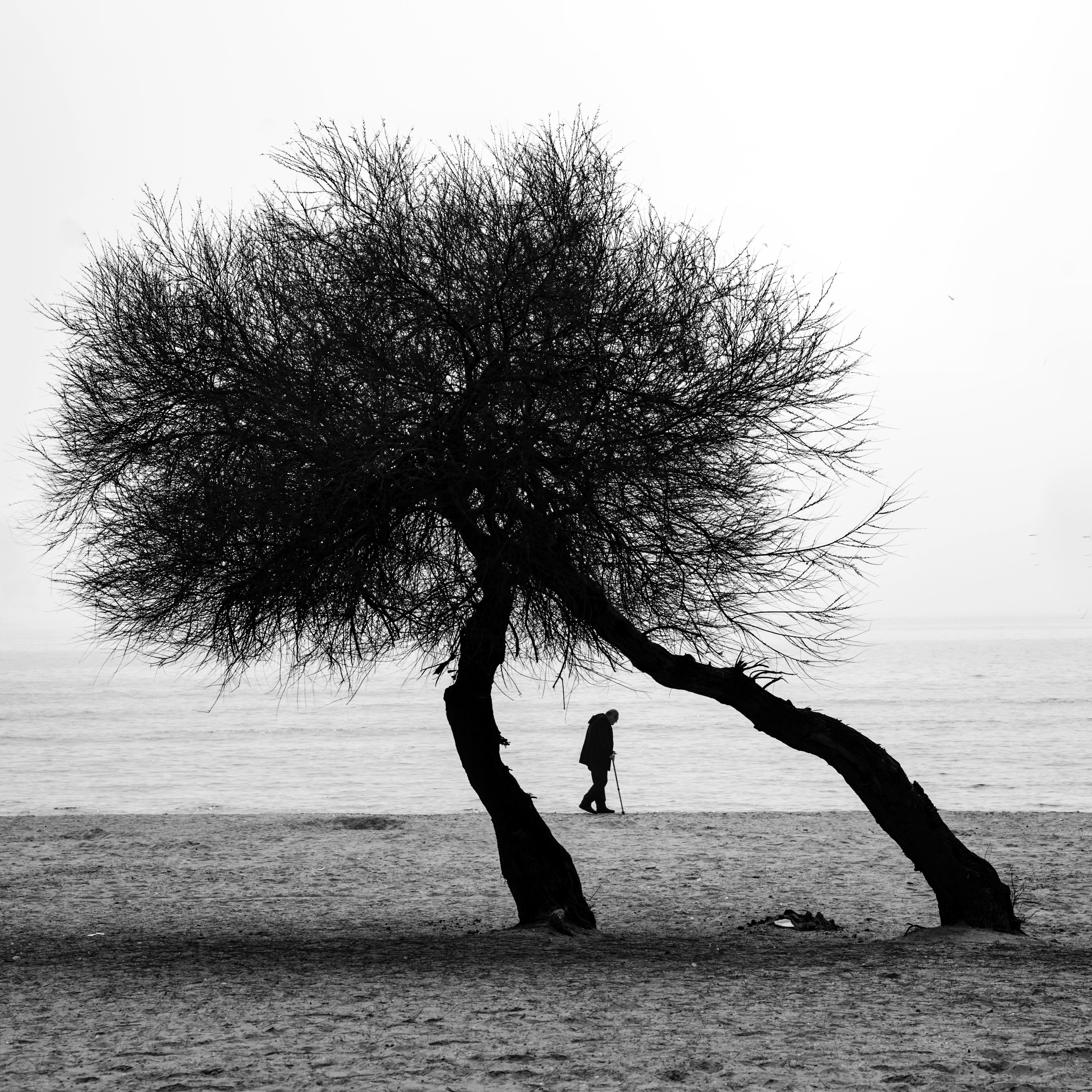 Trees and Person on Beach · Free Stock Photo