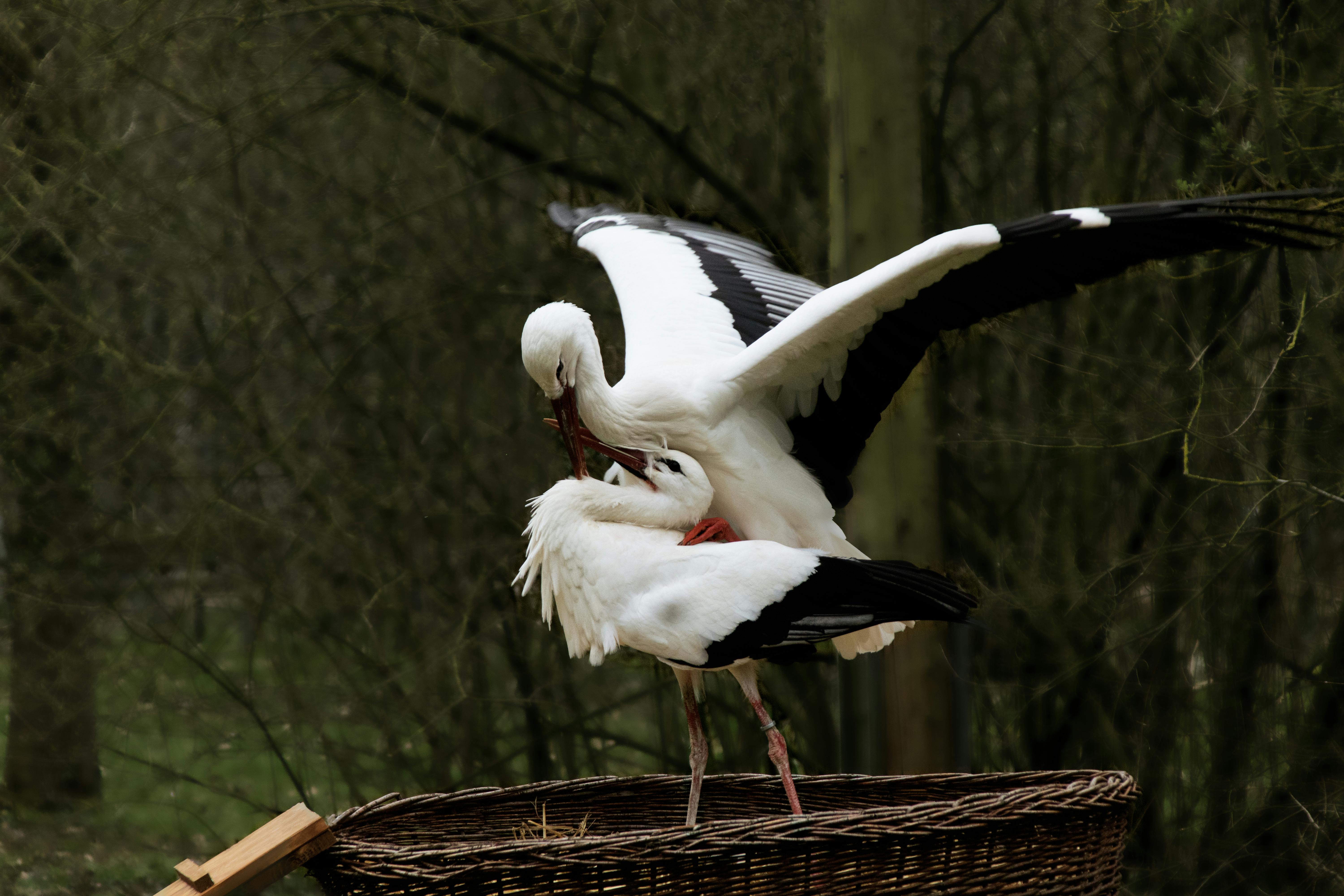 Birds Captures Photos, Download The BEST Free Birds Captures Stock ...