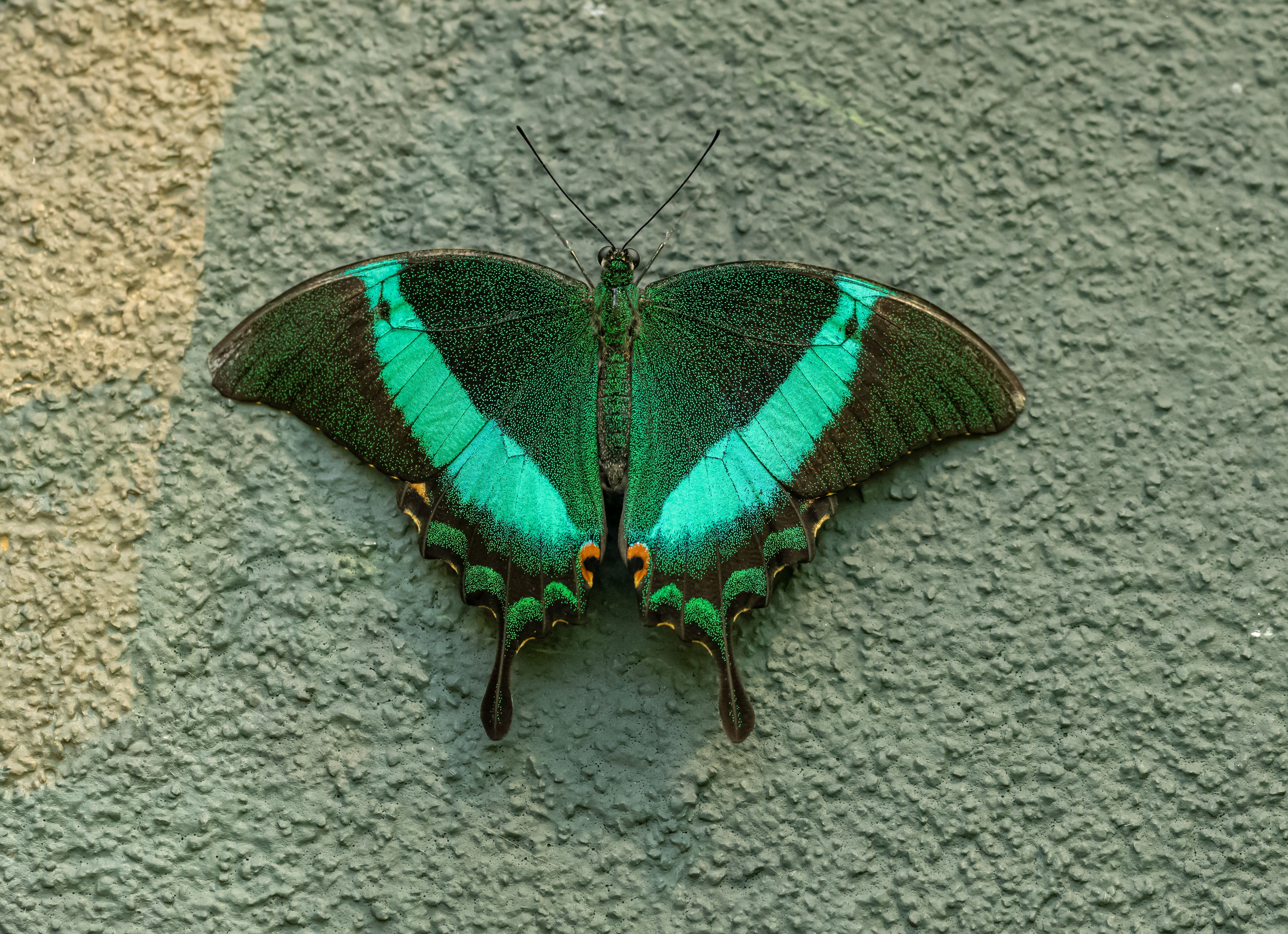 Emerald Swallowtail in Close Up · Free Stock Photo