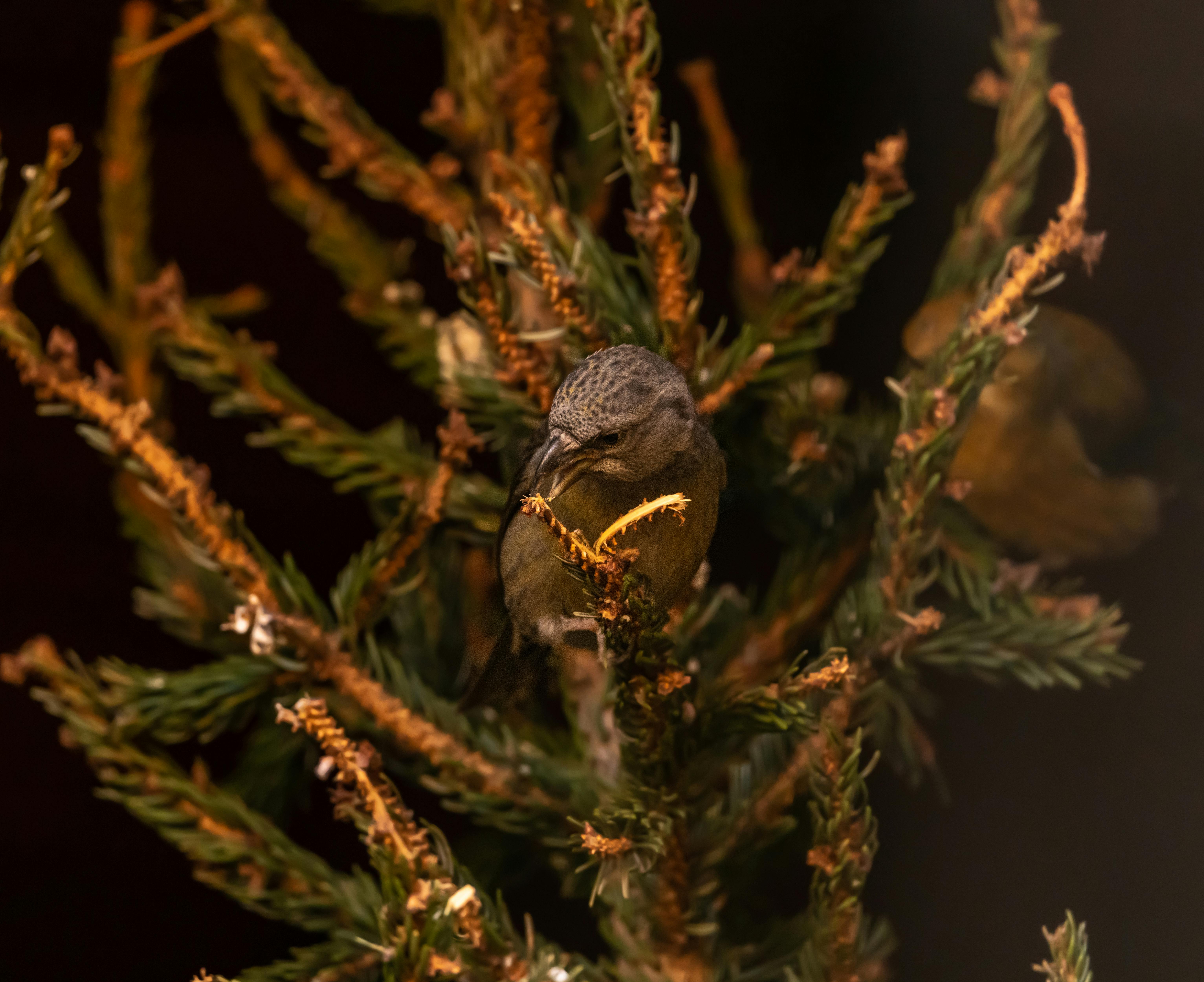 Bird Perching on Conifer · Free Stock Photo