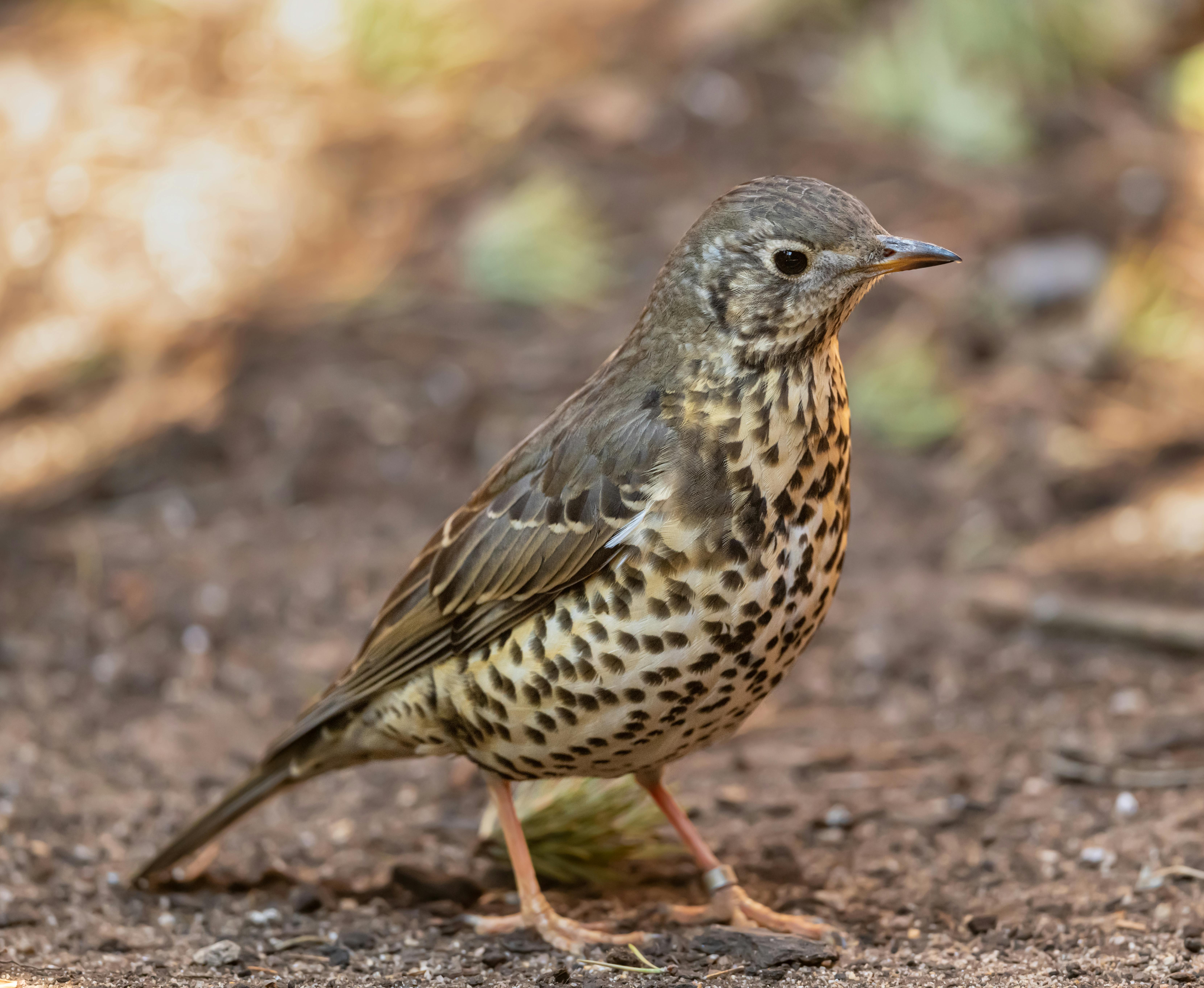 Close-up of a Mistle Thrush · Free Stock Photo