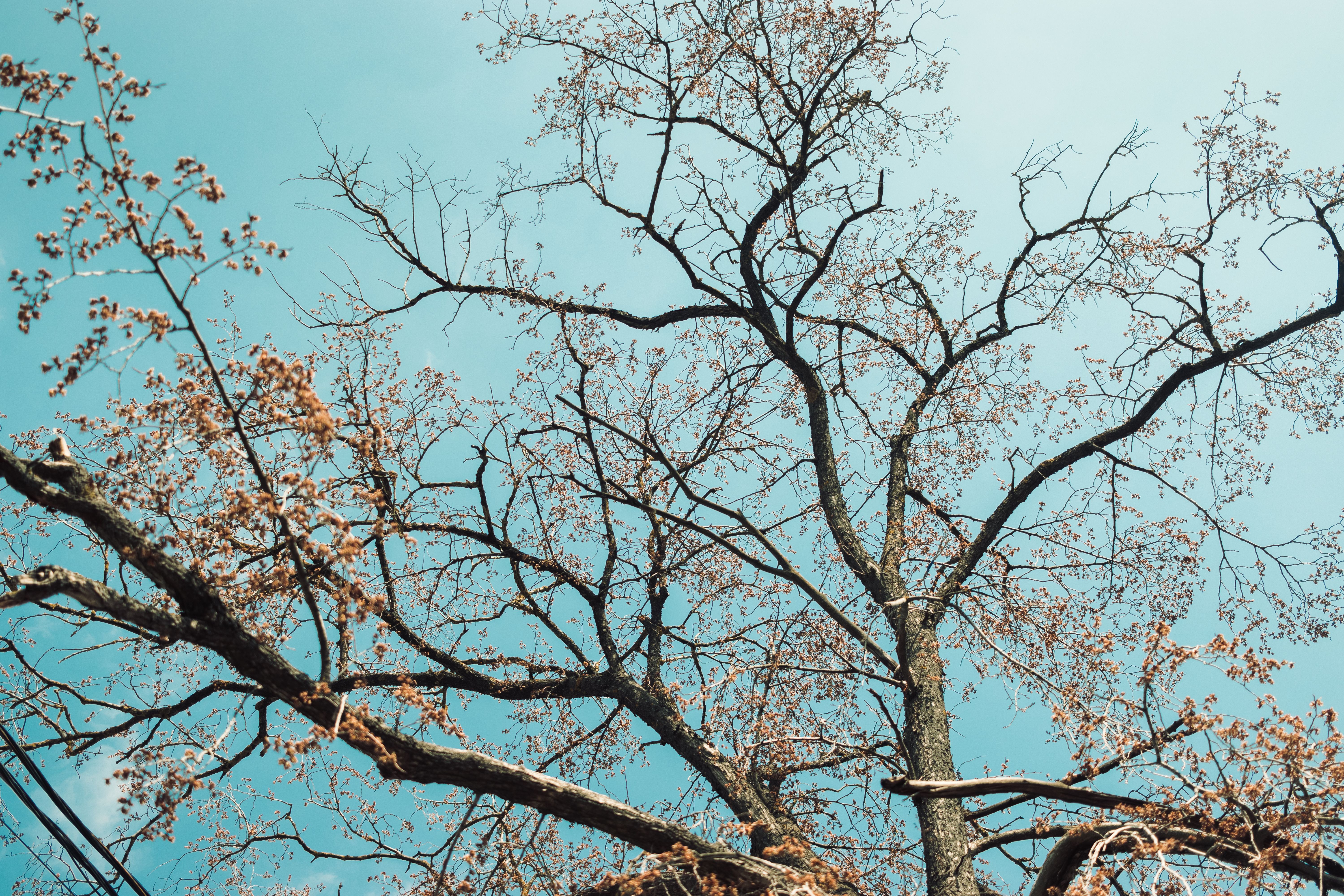 Low Angle Shot a Tree on the Background of a Blue Sky · Free Stock Photo