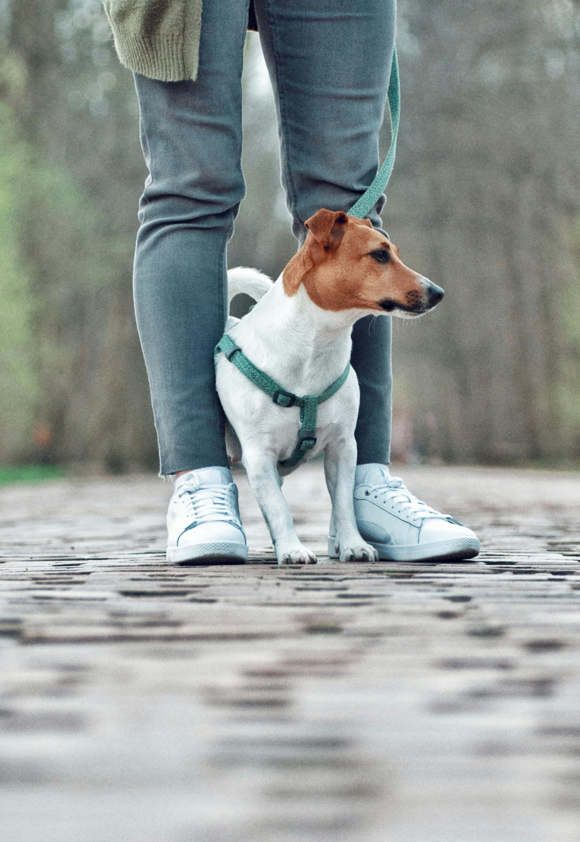 Deer Legs Photos, Download The BEST Free Deer Legs Stock Photos & HD Images