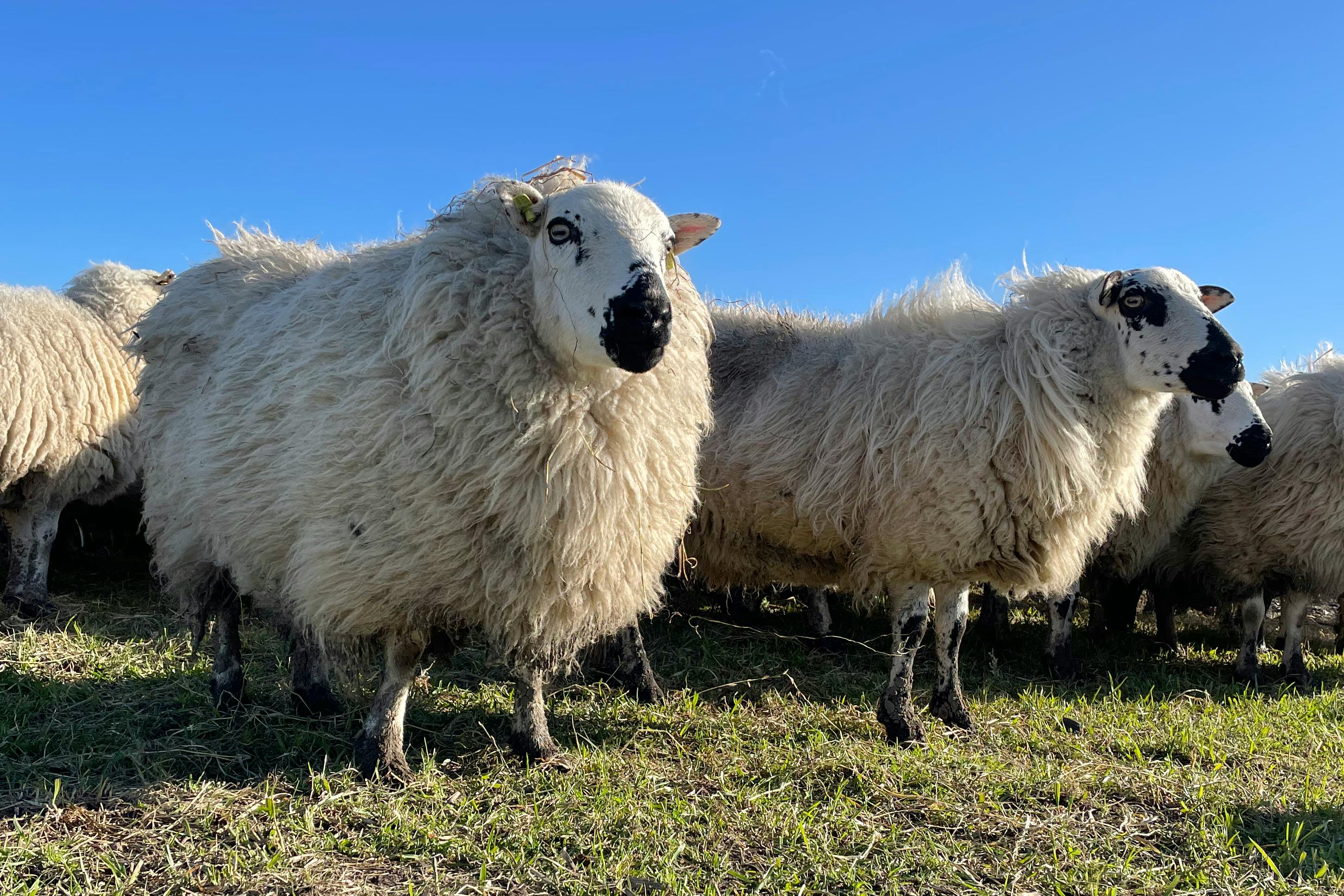 A Flock of Kerry Hill Sheep · Free Stock Photo