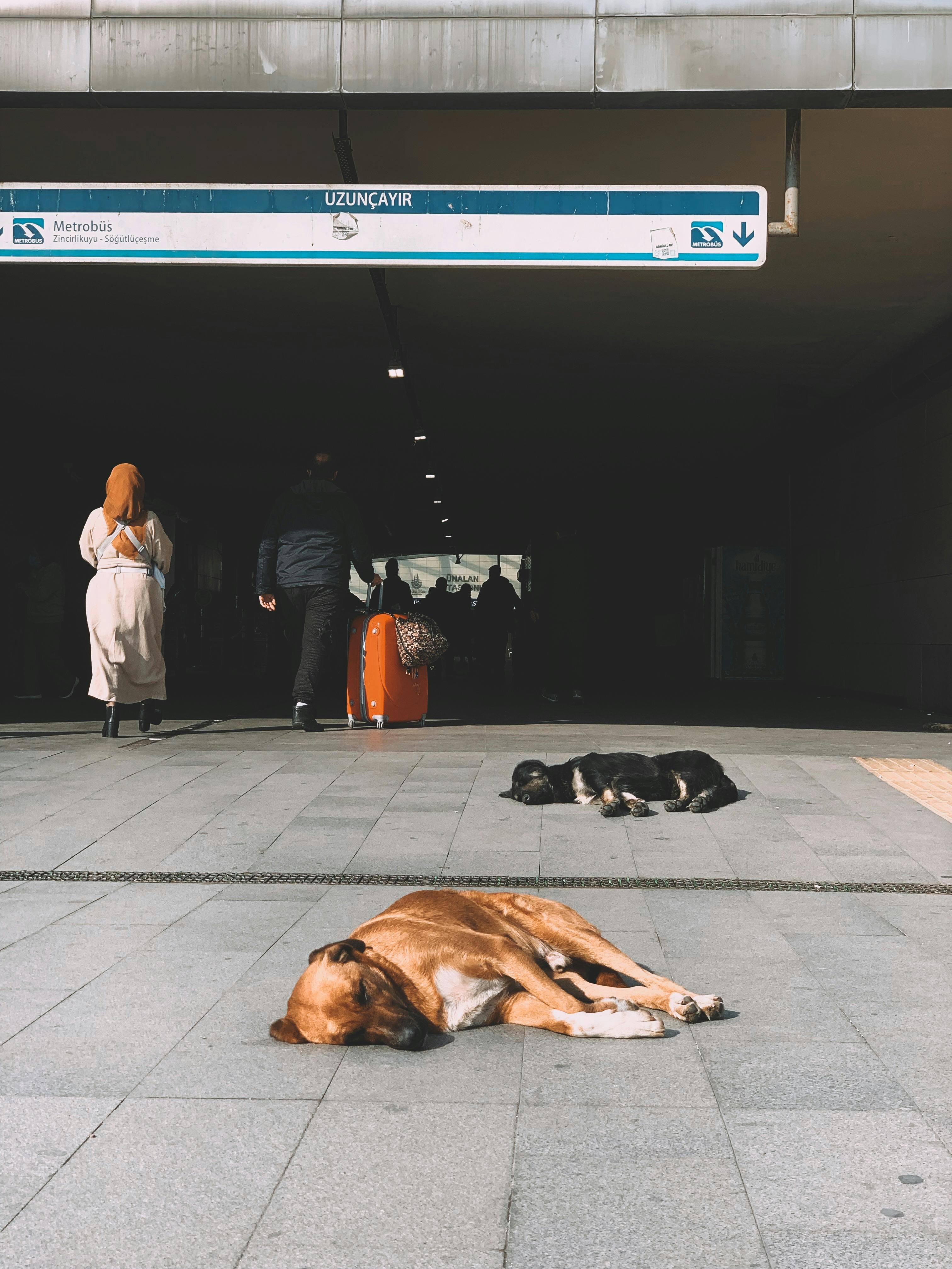 Dogs In The City Photos, Download The BEST Free Dogs In The City Stock ...