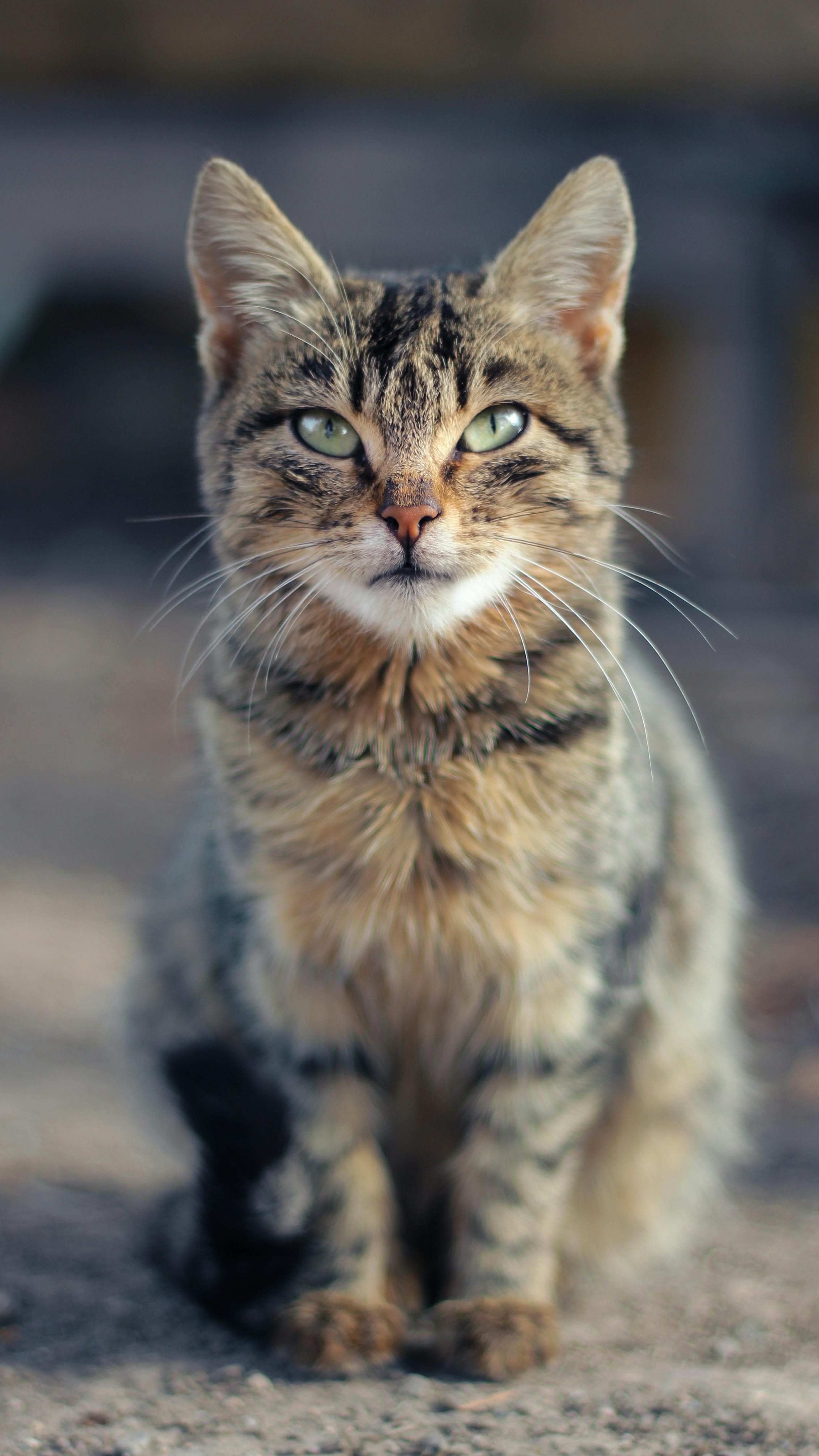 Tabby Màu Xanh Photos, Download The BEST Free Tabby Màu Xanh Stock ...