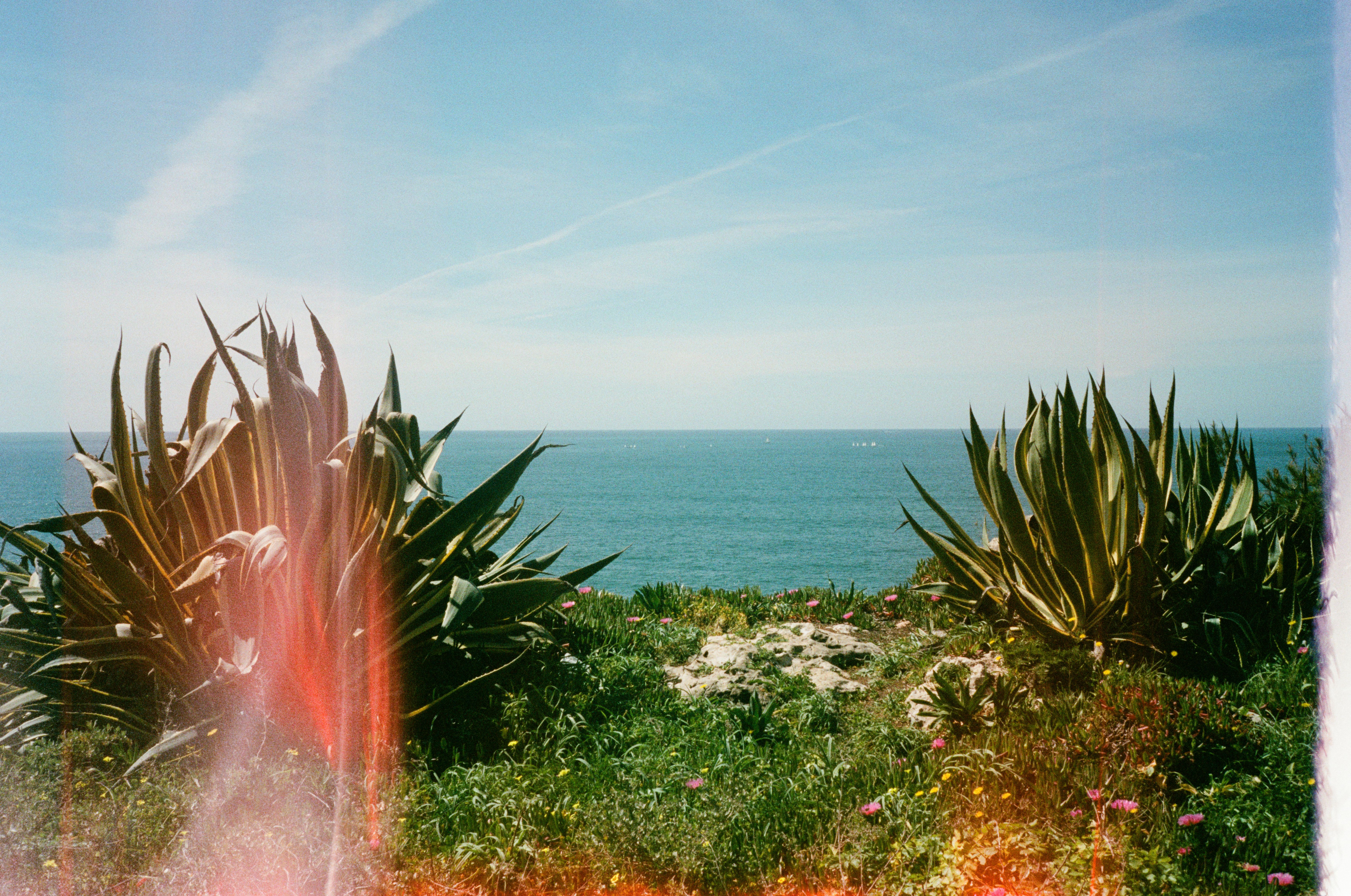 Photo gratuite de agave, azure, beauté naturelle, bord de mer ...