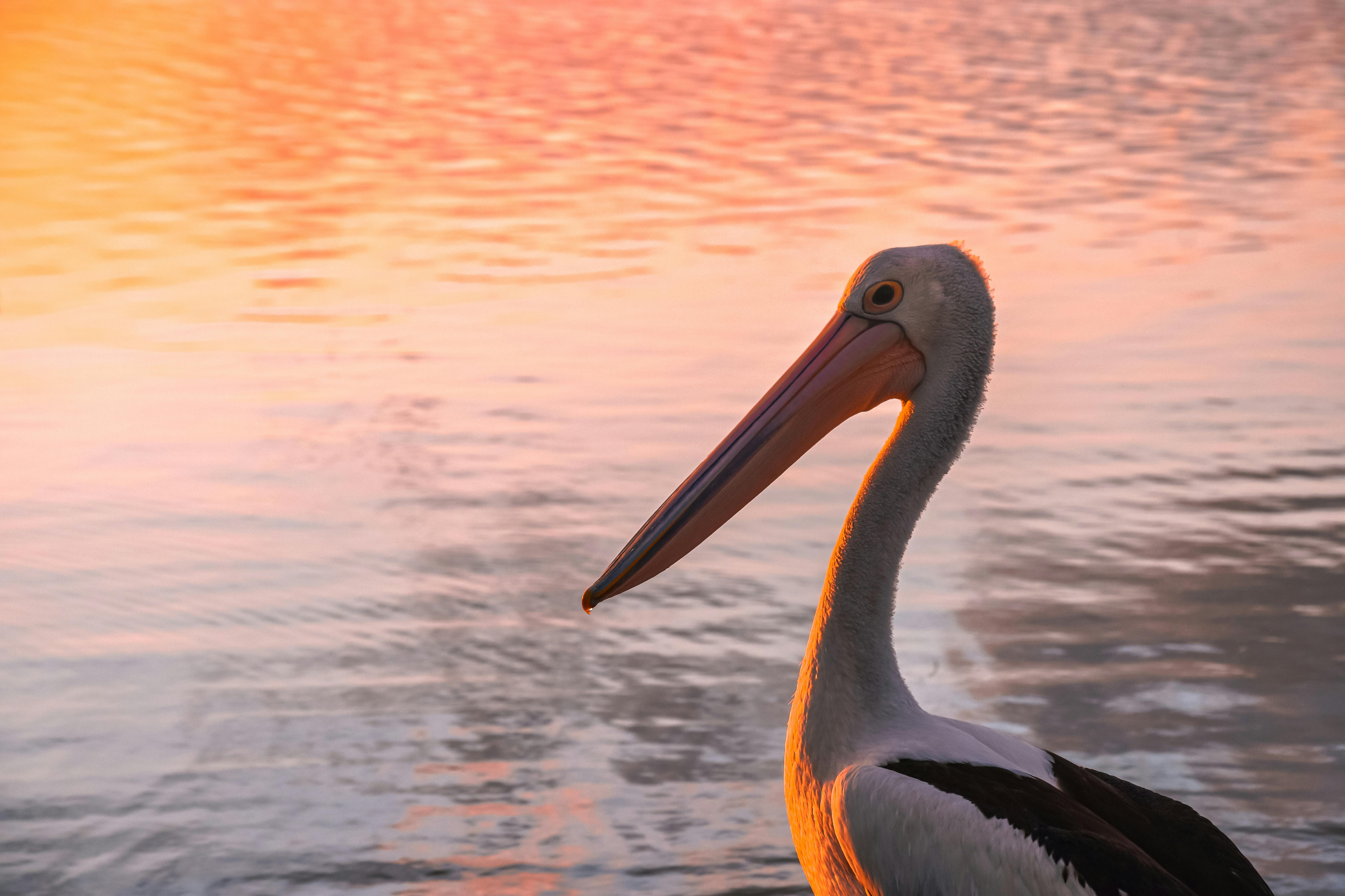 Bird Wallpaper Photos, Download The BEST Free Bird Wallpaper Stock ...