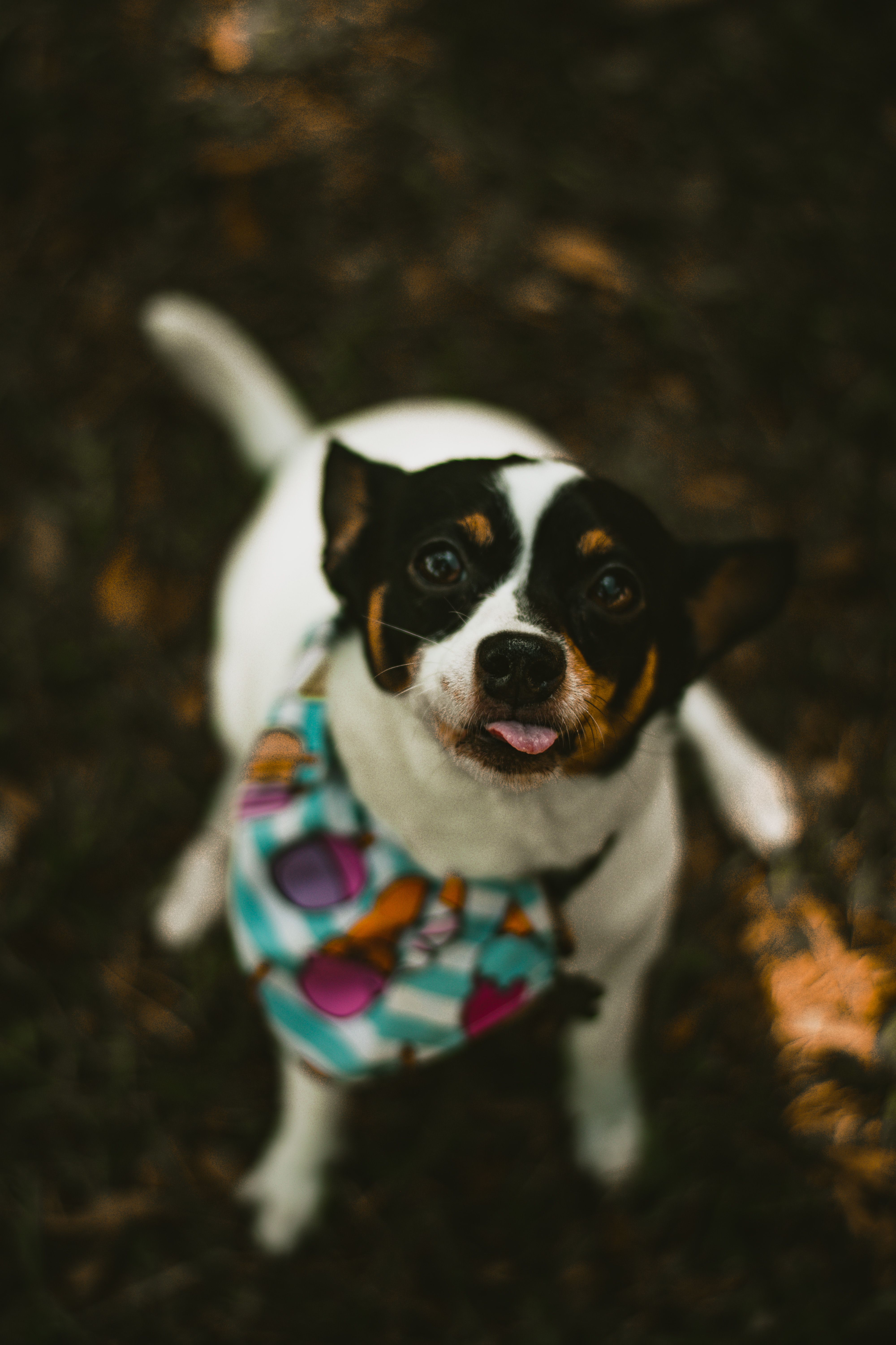 High Angle Shot of a Dog in a Park · Free Stock Photo
