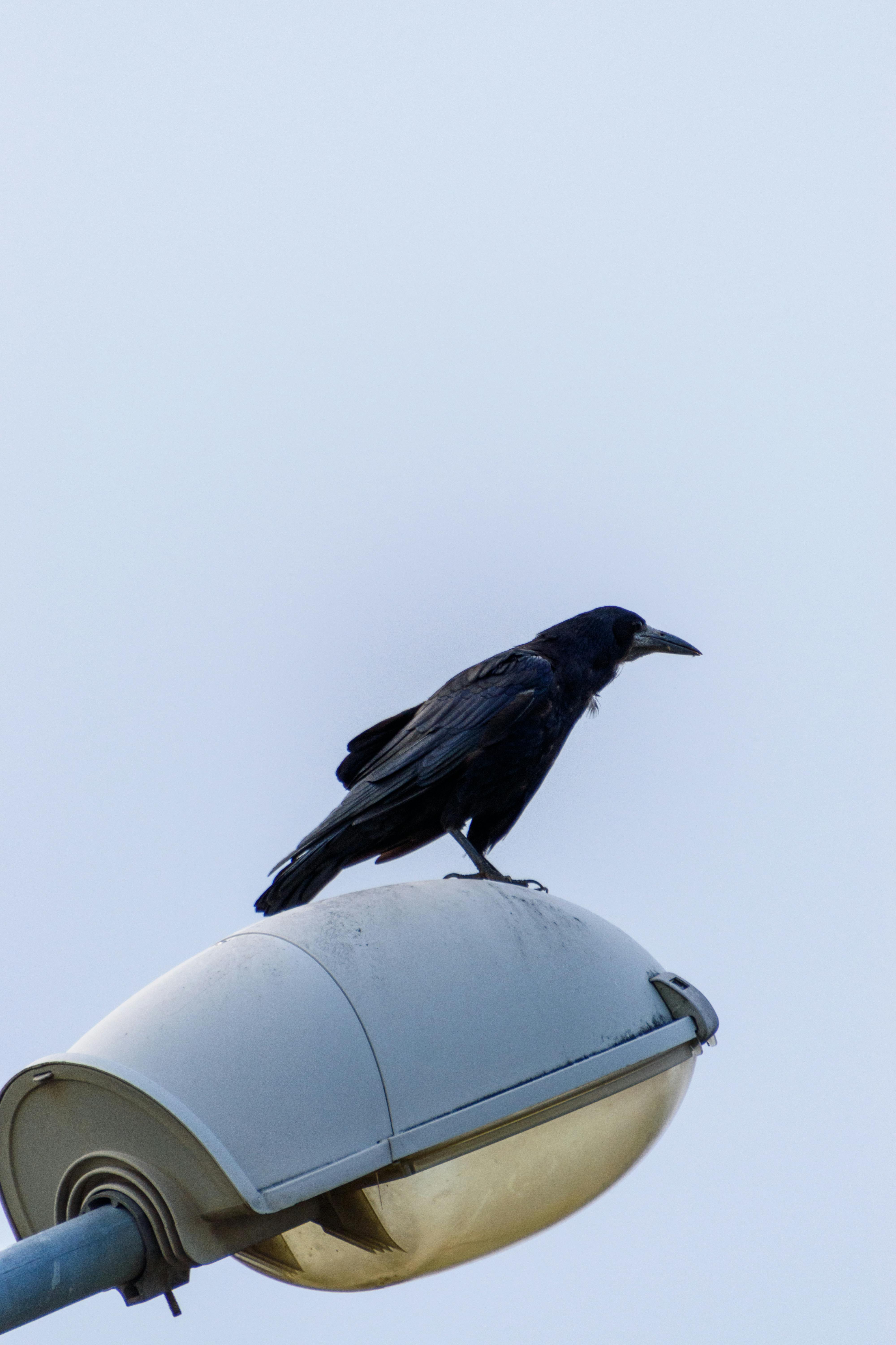 Raven Perching on a Streetlight · Free Stock Photo