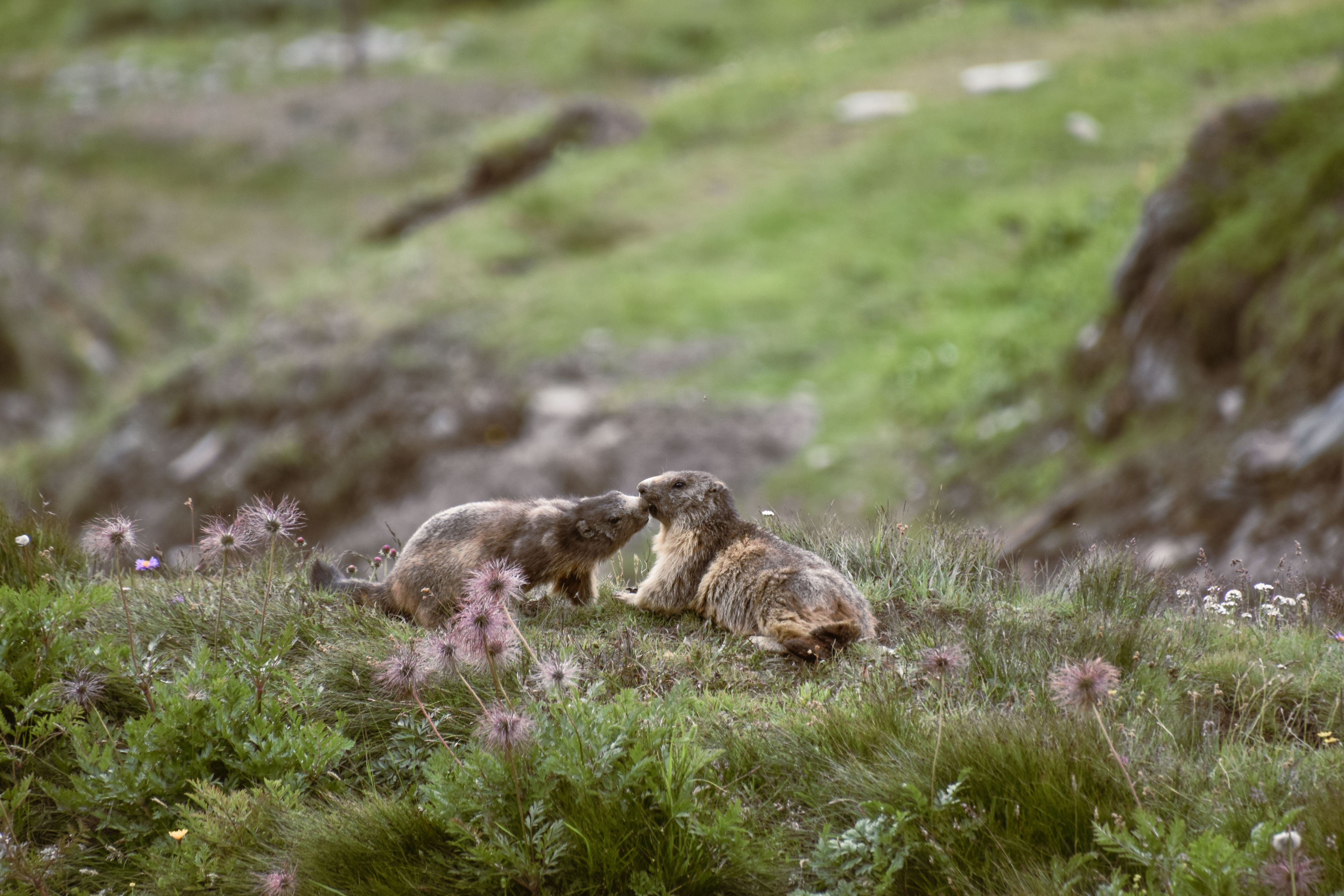 Two Marmots on a Grass Field · Free Stock Photo