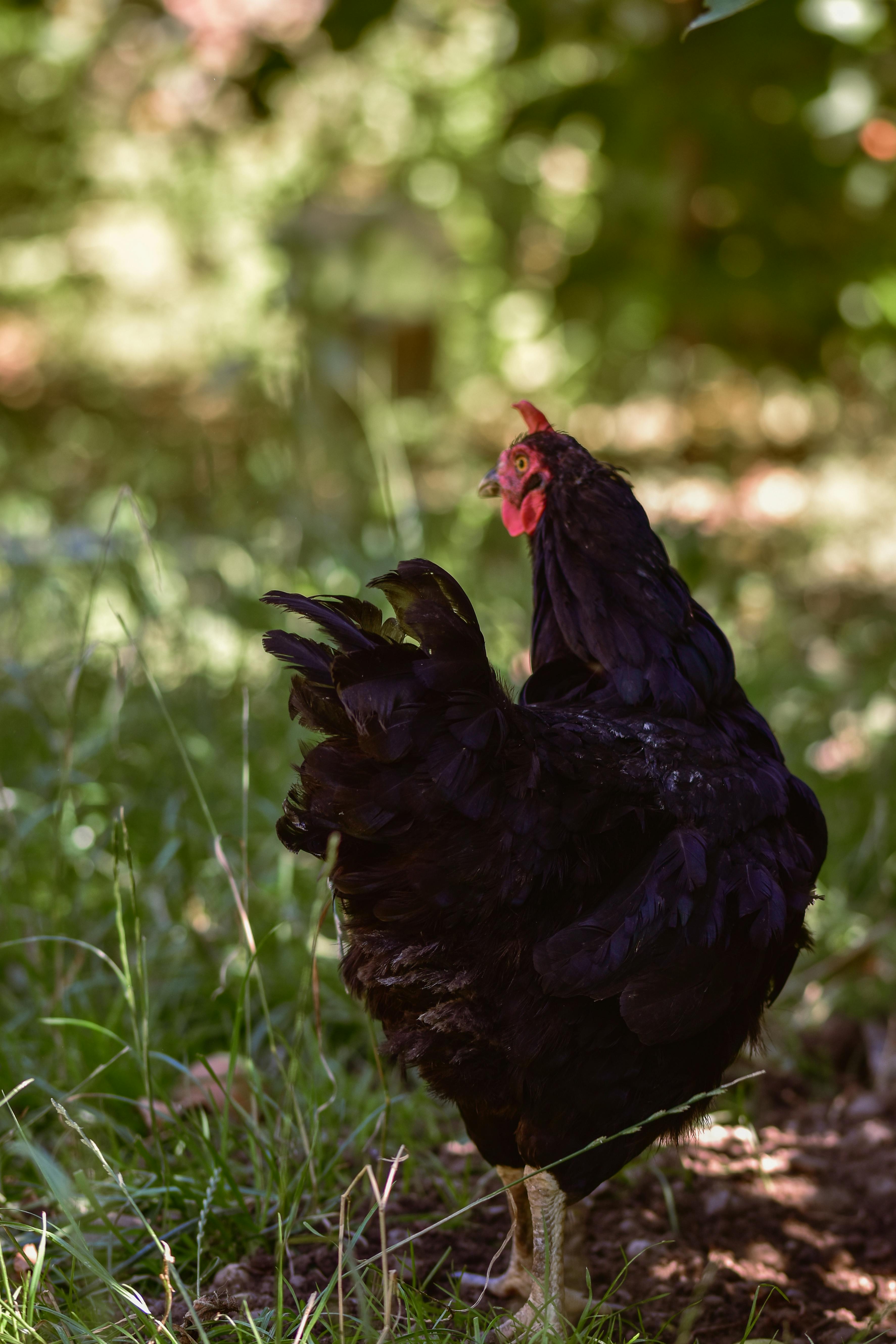 A Black Hen on a Grass Field · Free Stock Photo