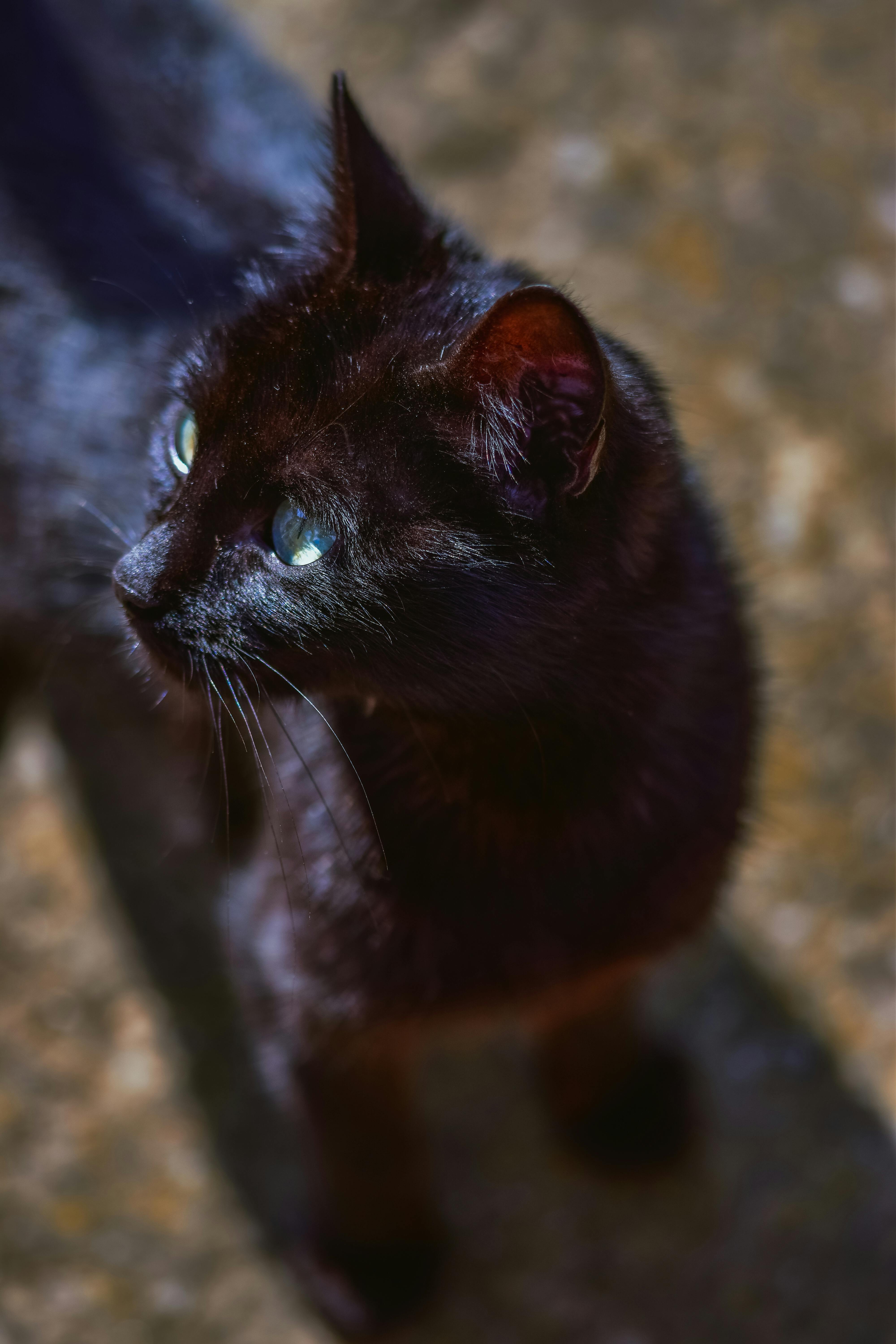 Close-up of a Black Cats Eye · Free Stock Photo