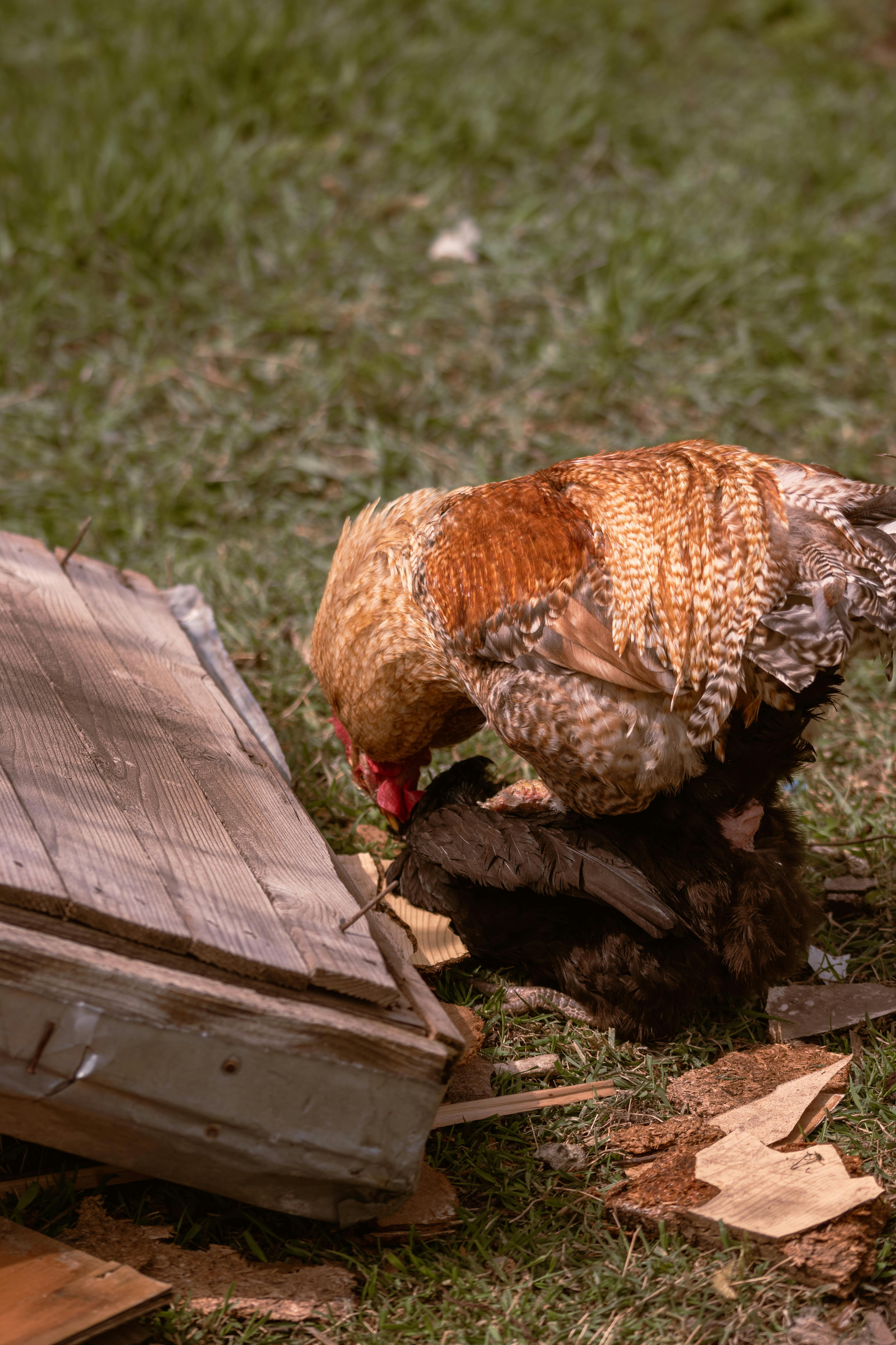 A Rooster on a Farm · Free Stock Photo