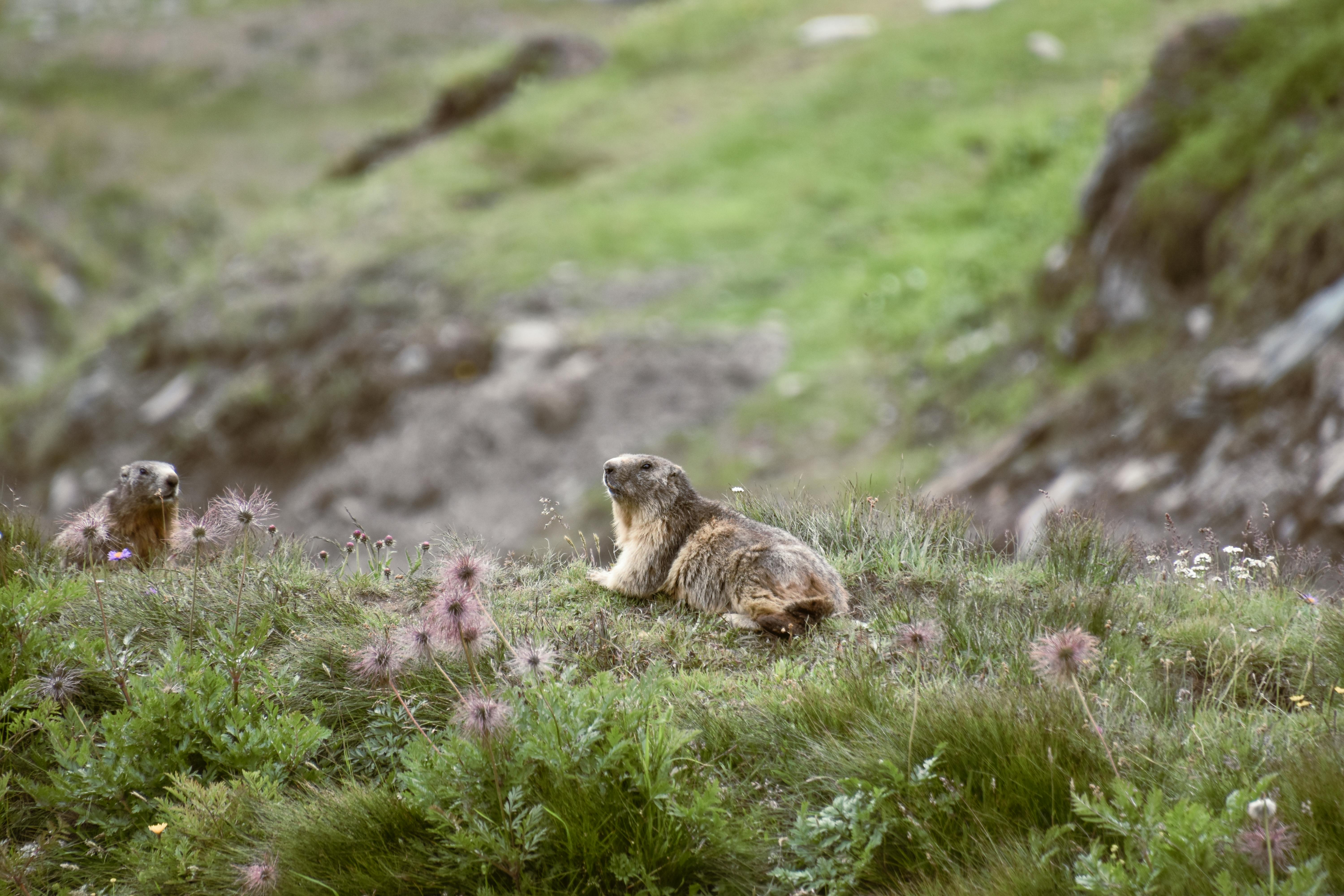 Close-up of a Marmot · Free Stock Photo