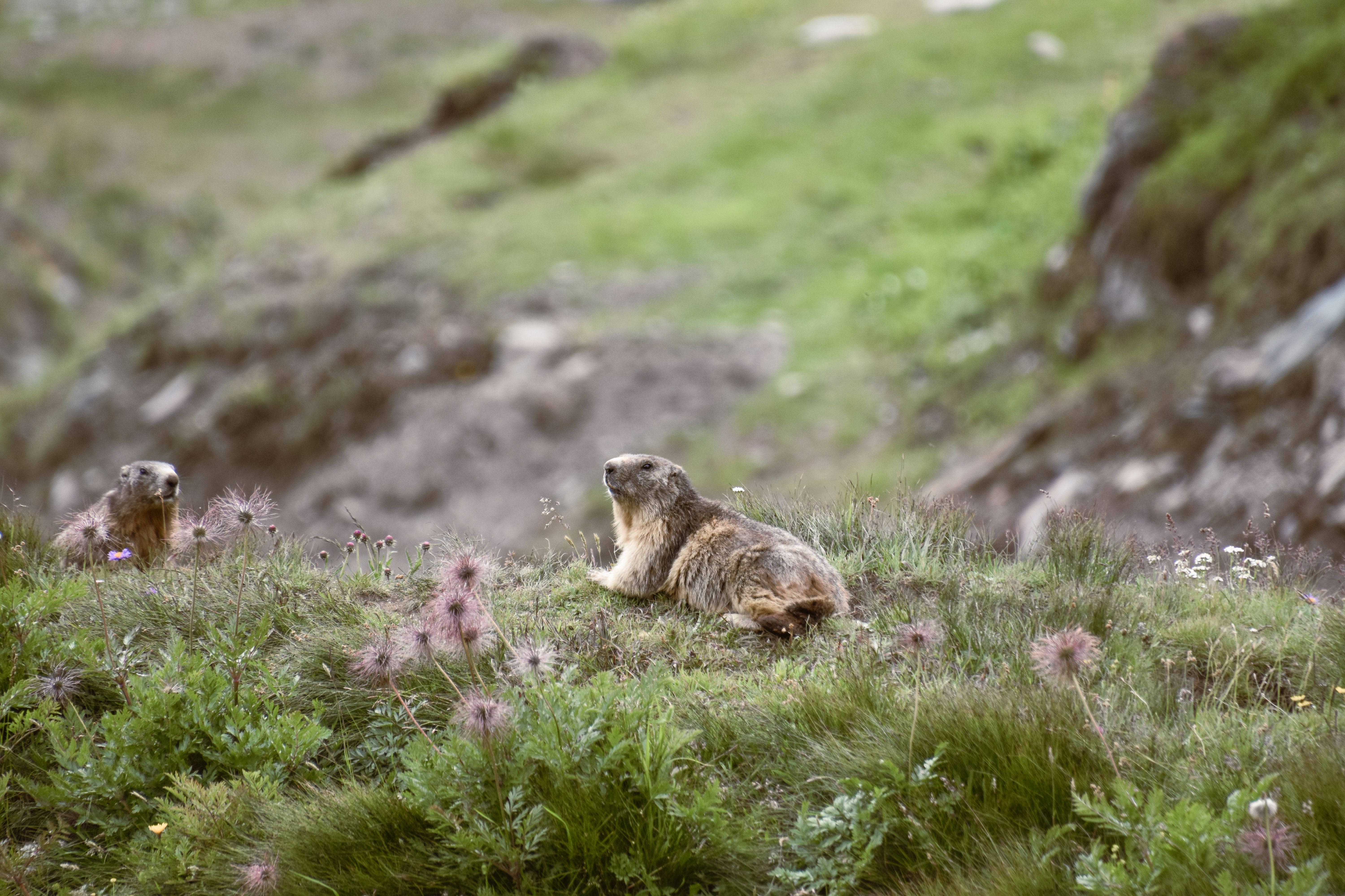 Close-up of Marmots on a Grass Field · Free Stock Photo