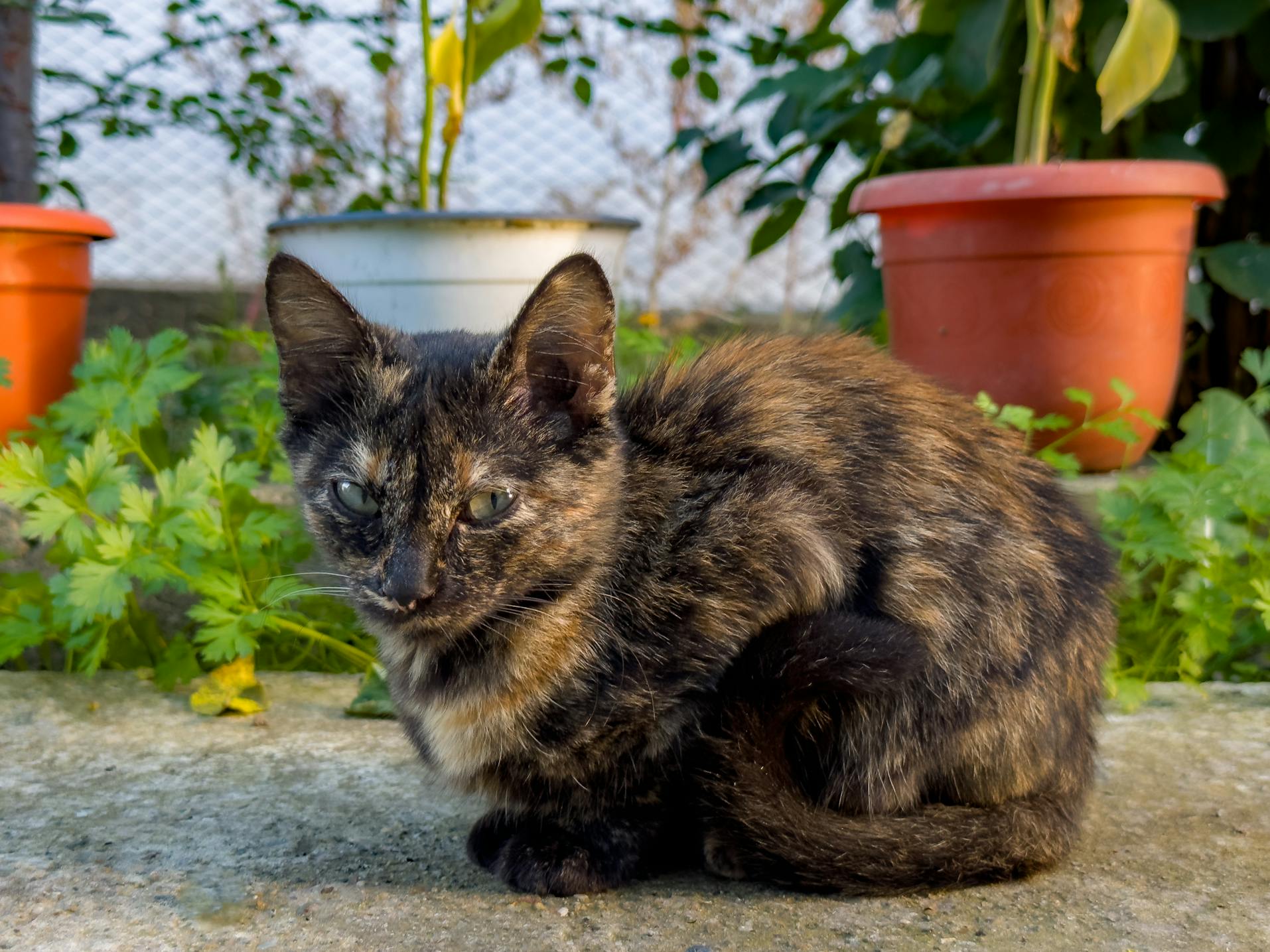 A Comprehensive Guide to Types of Tortoiseshell Cat Markings