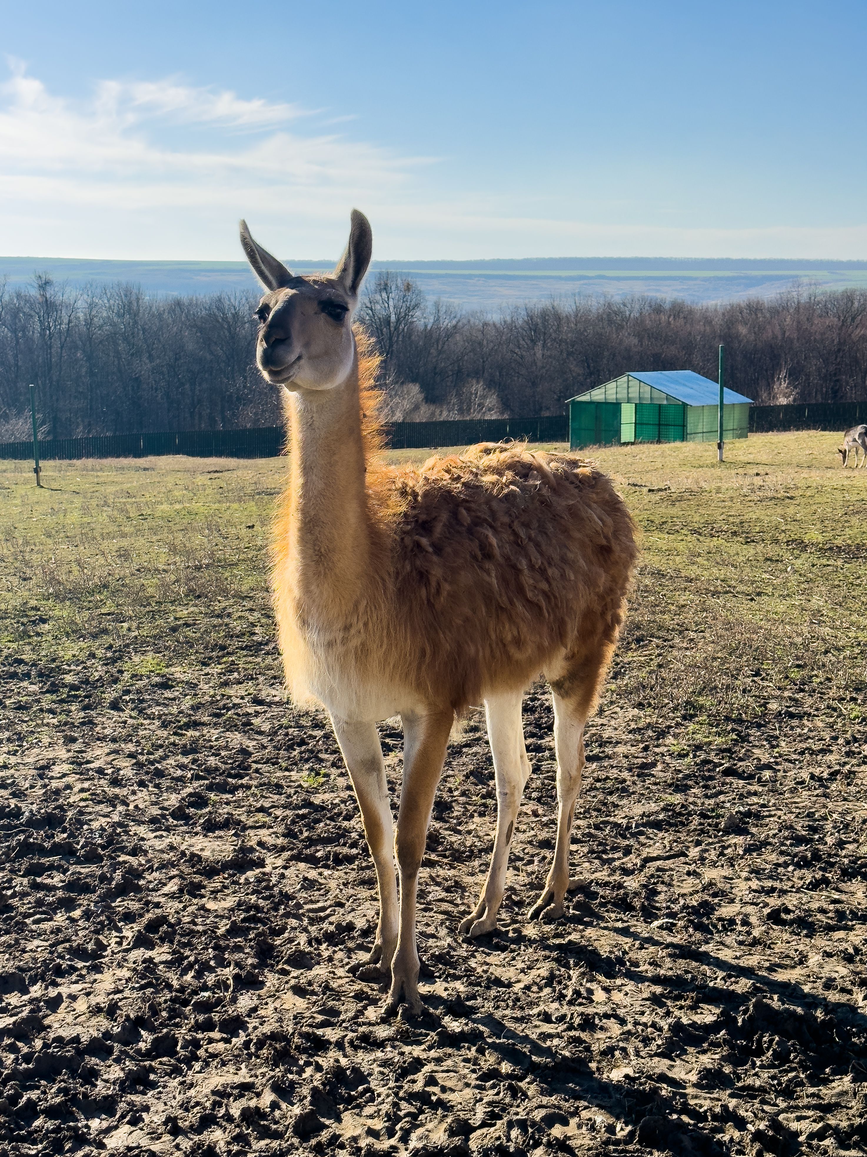 Weird Llama Photos, Download The BEST Free Weird Llama Stock Photos ...