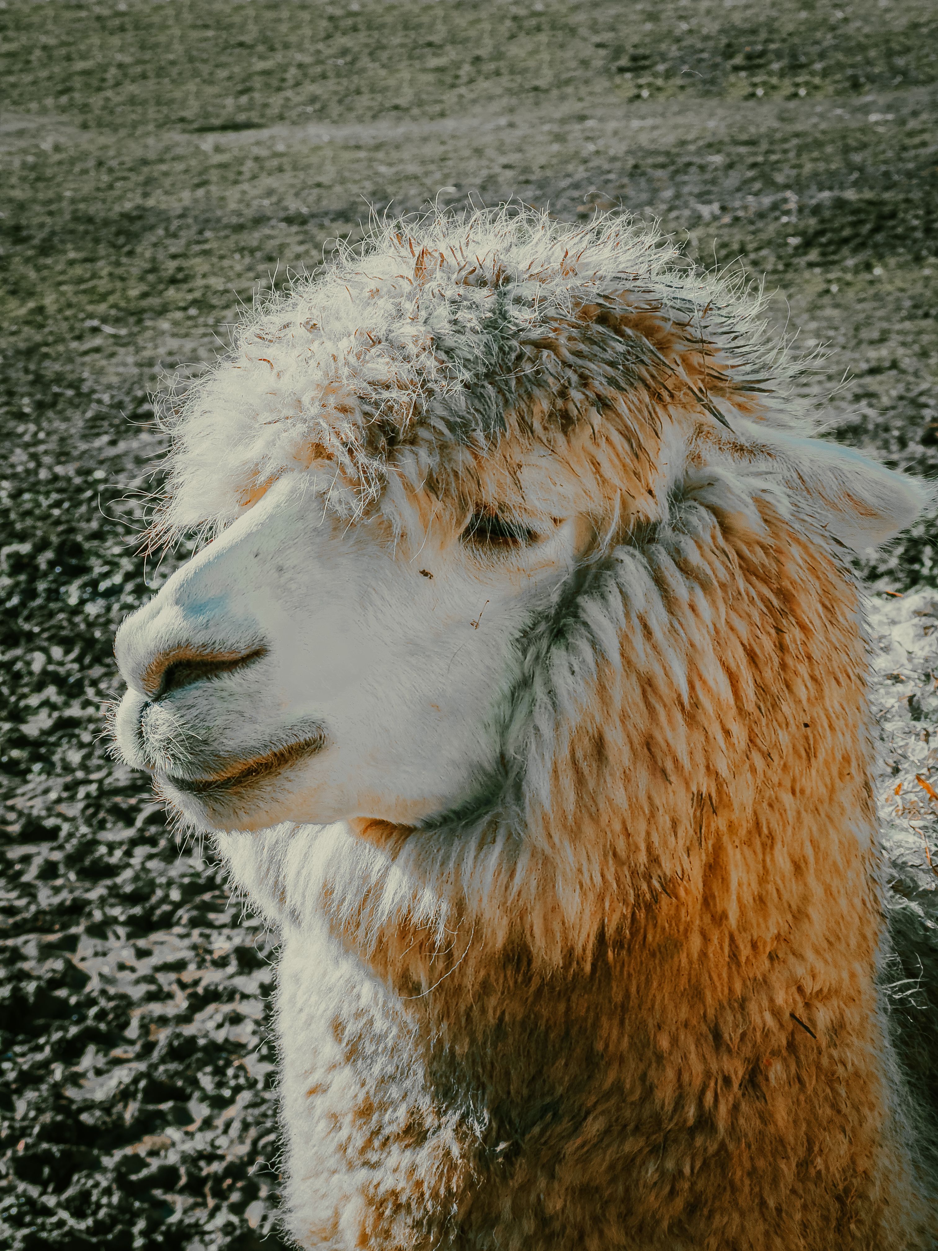 Close-up of an Alpaca · Free Stock Photo