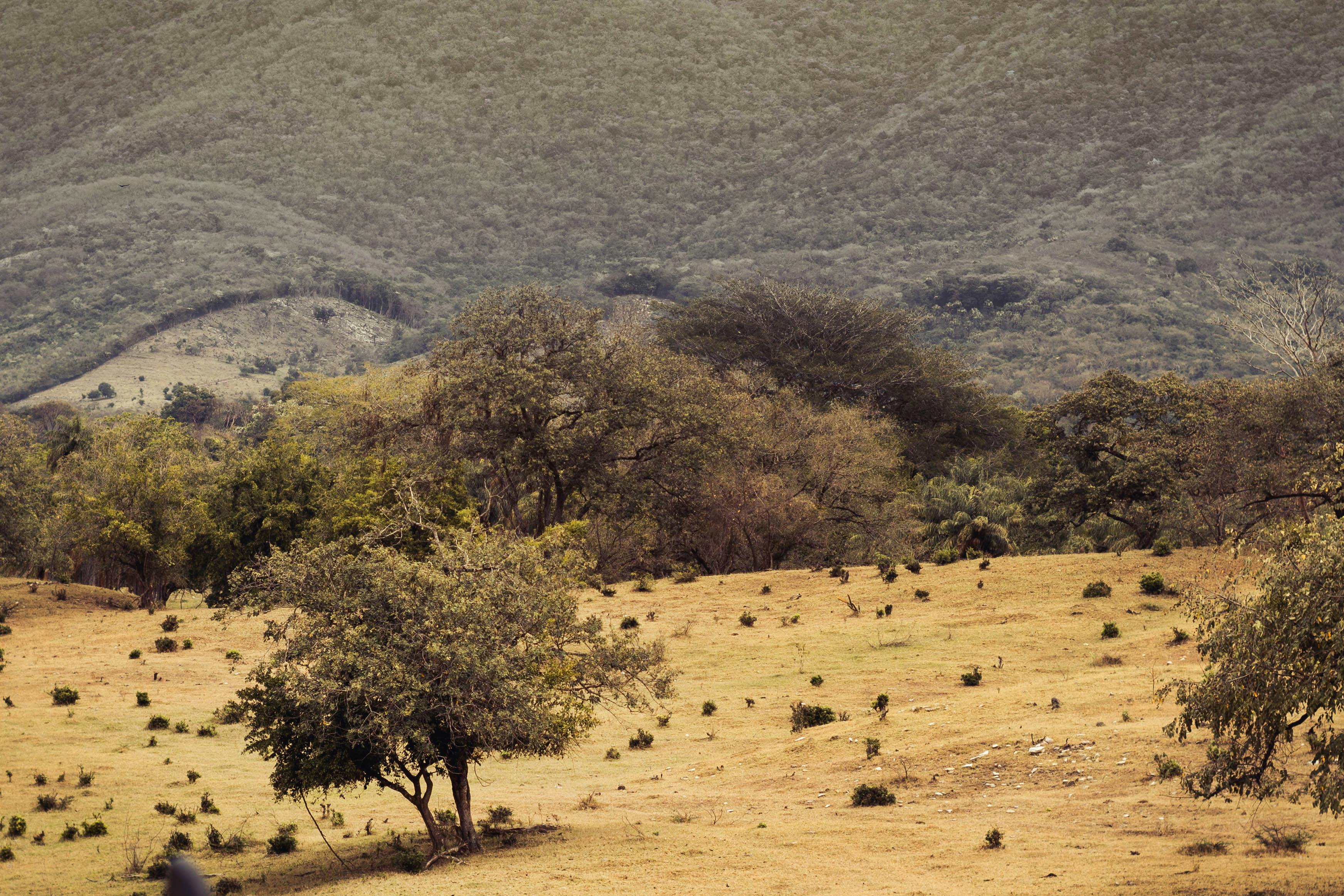 Coca Cola Desert Photos, Download The BEST Free Coca Cola Desert Stock ...
