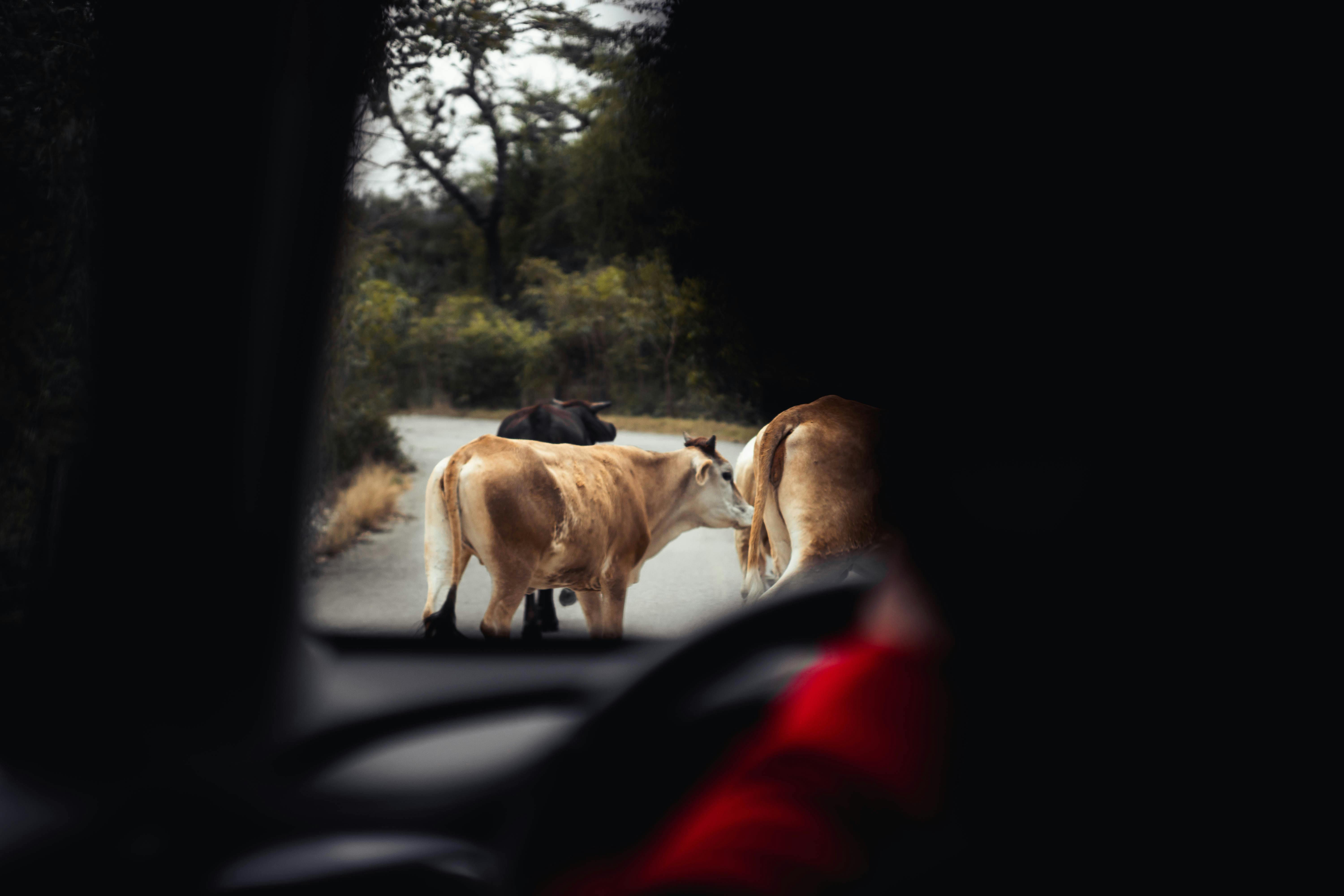 Alejandro Aznar - 사진