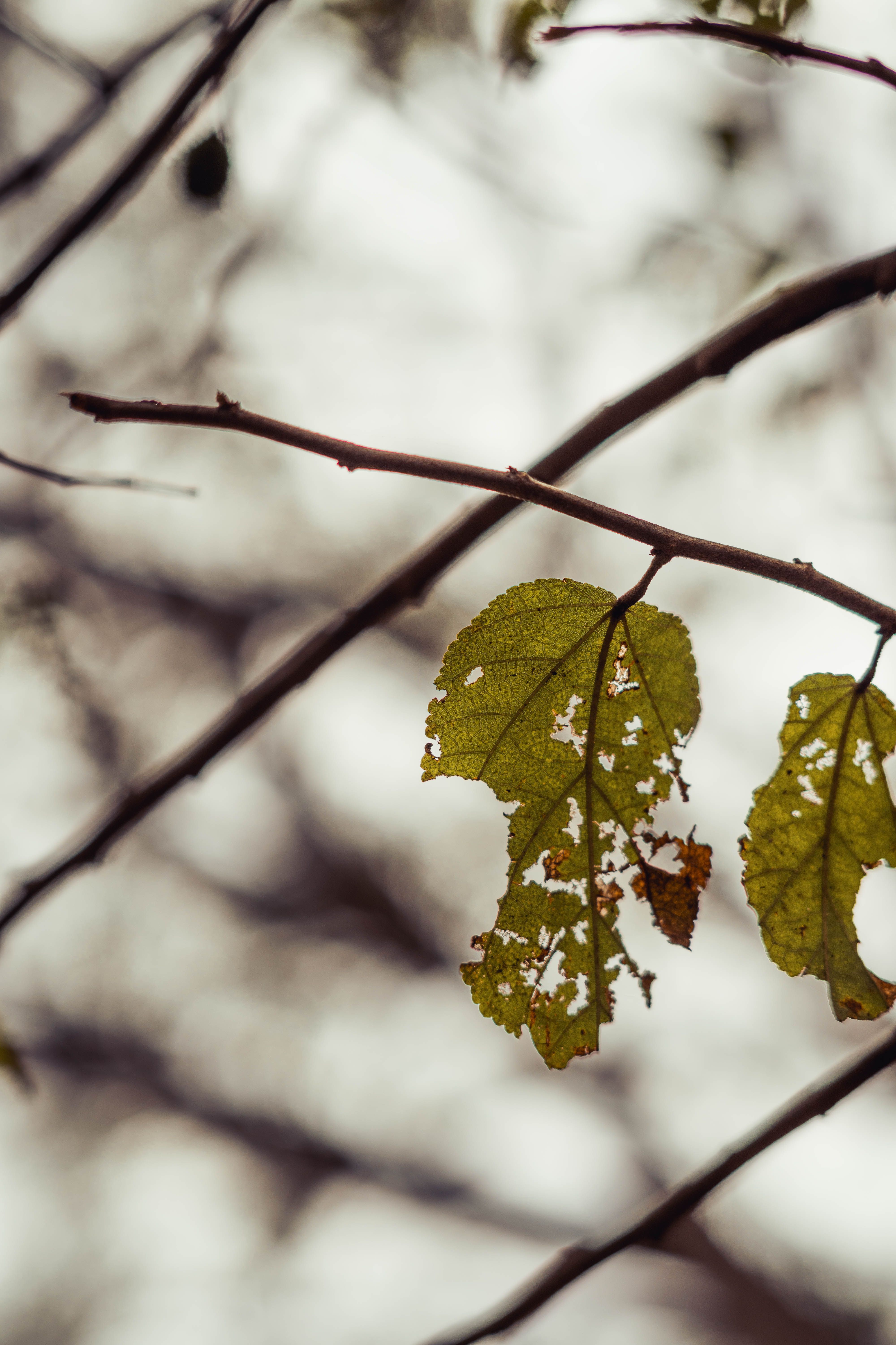 Close-up of the Last Leaves on a Tree in Autumn · Free Stock Photo