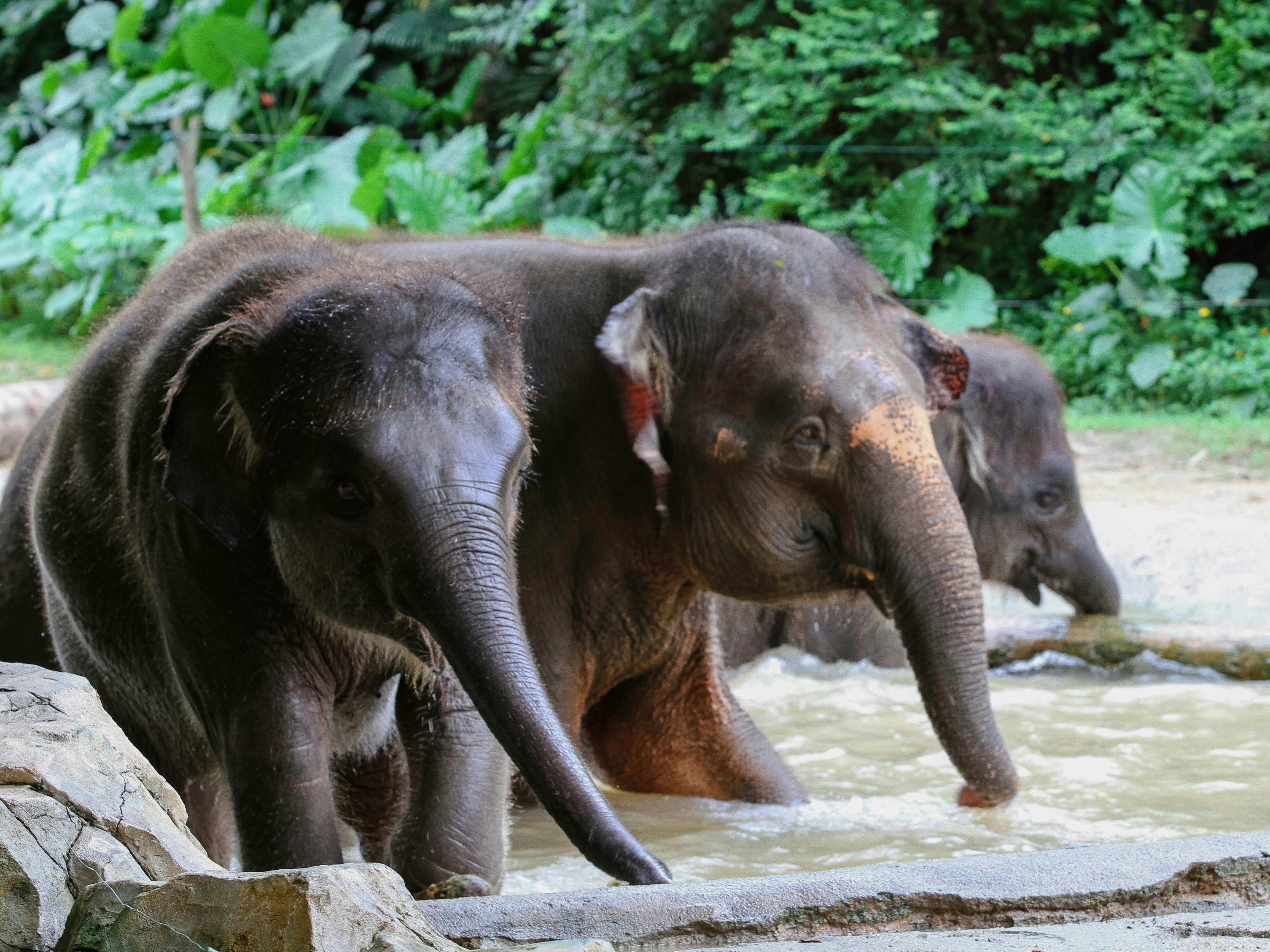 View of an Elephant in a Zoo · Free Stock Photo