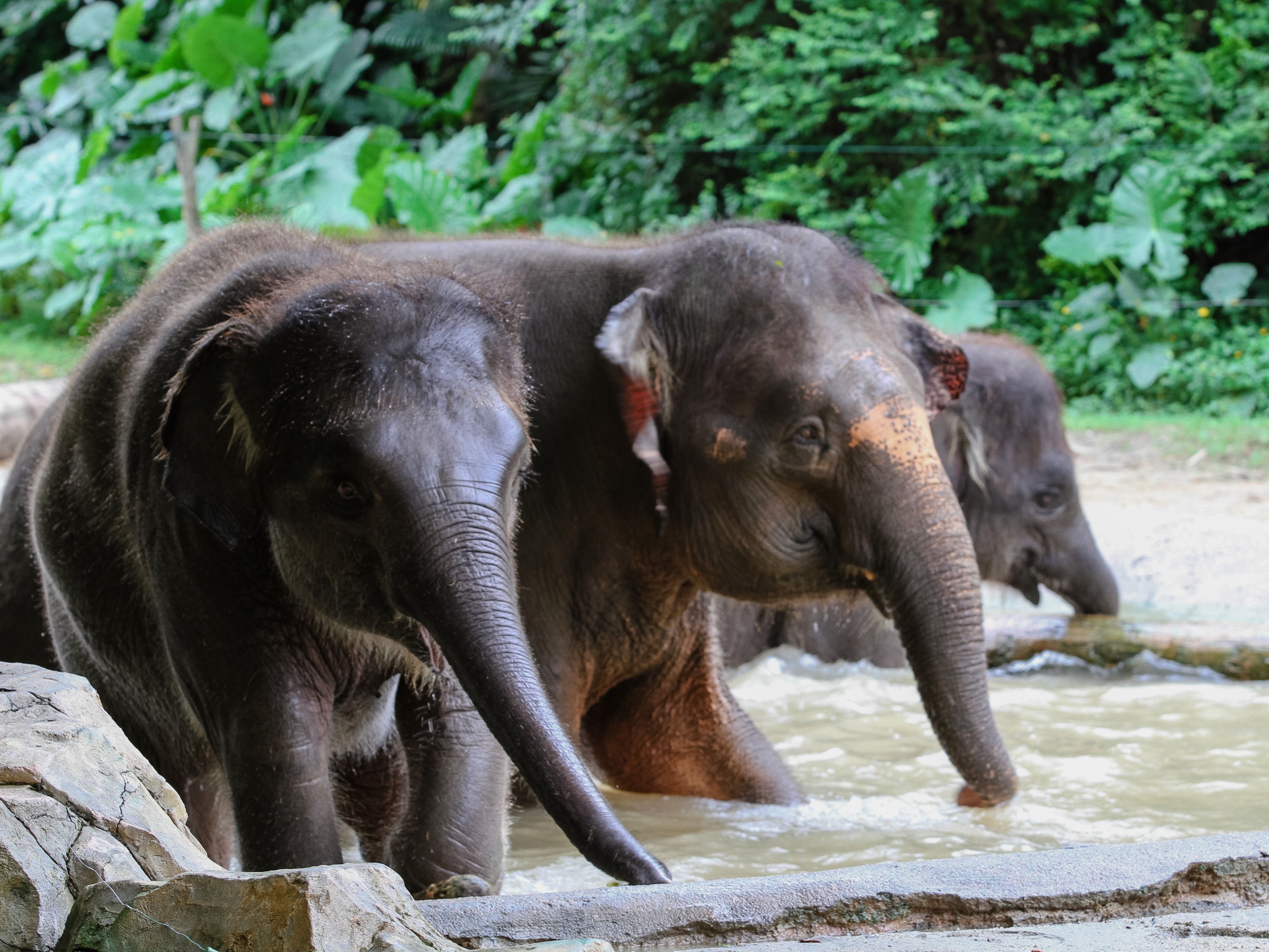 Elephant Calves Bathing in a Swamp · Free Stock Photo