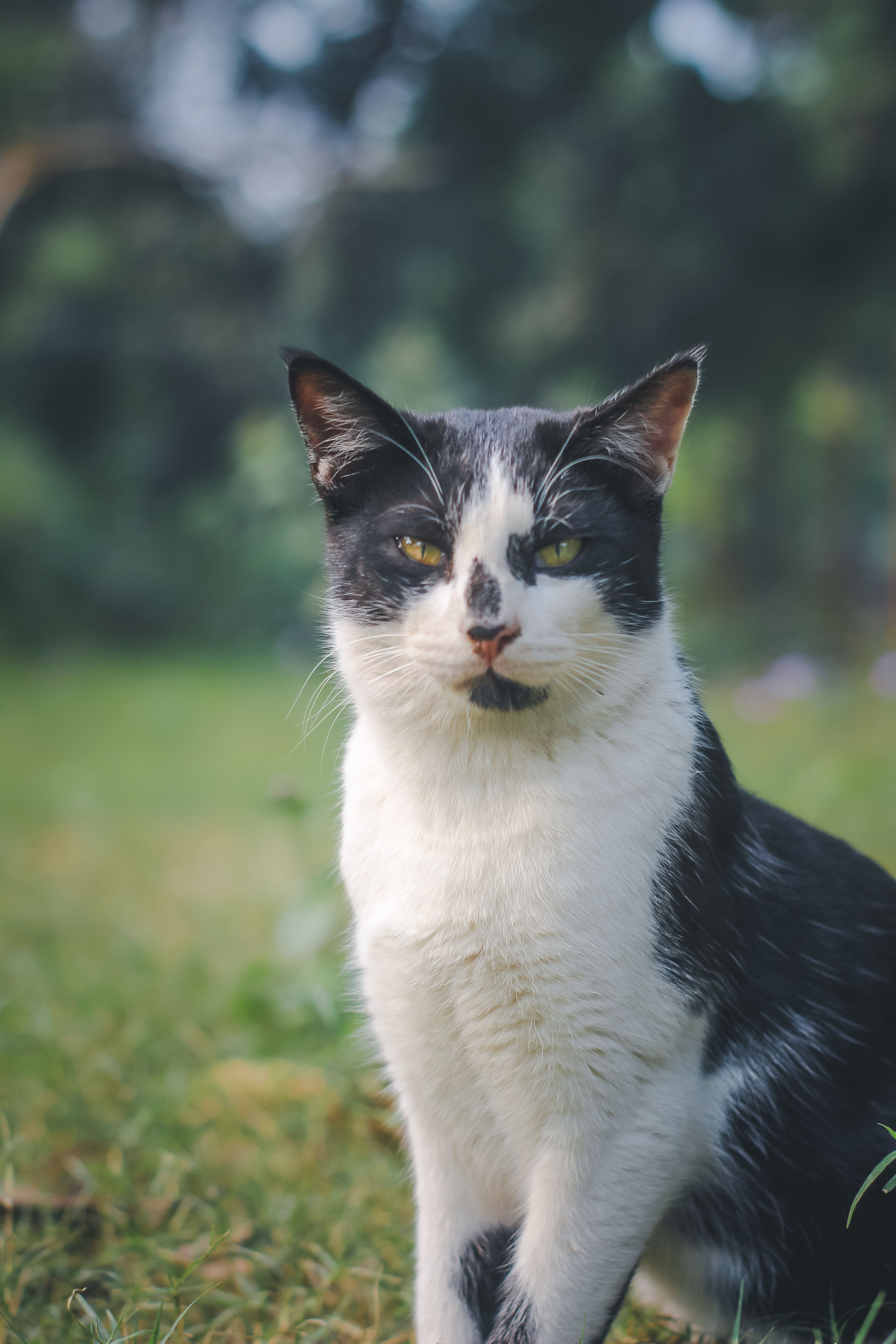 Portrait of Cat · Free Stock Photo