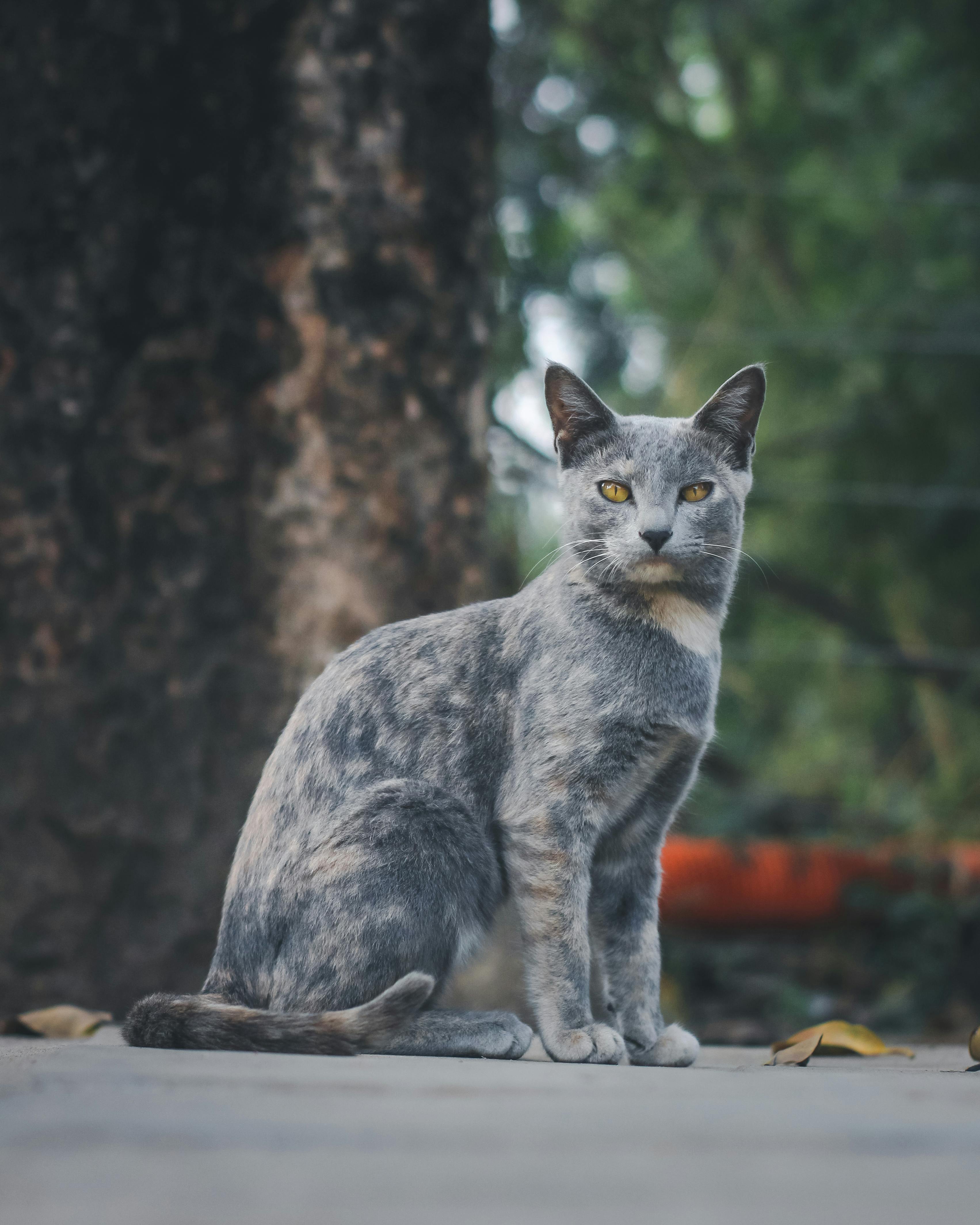 Doja Cat Photos, Download The BEST Free Doja Cat Stock Photos & HD Images