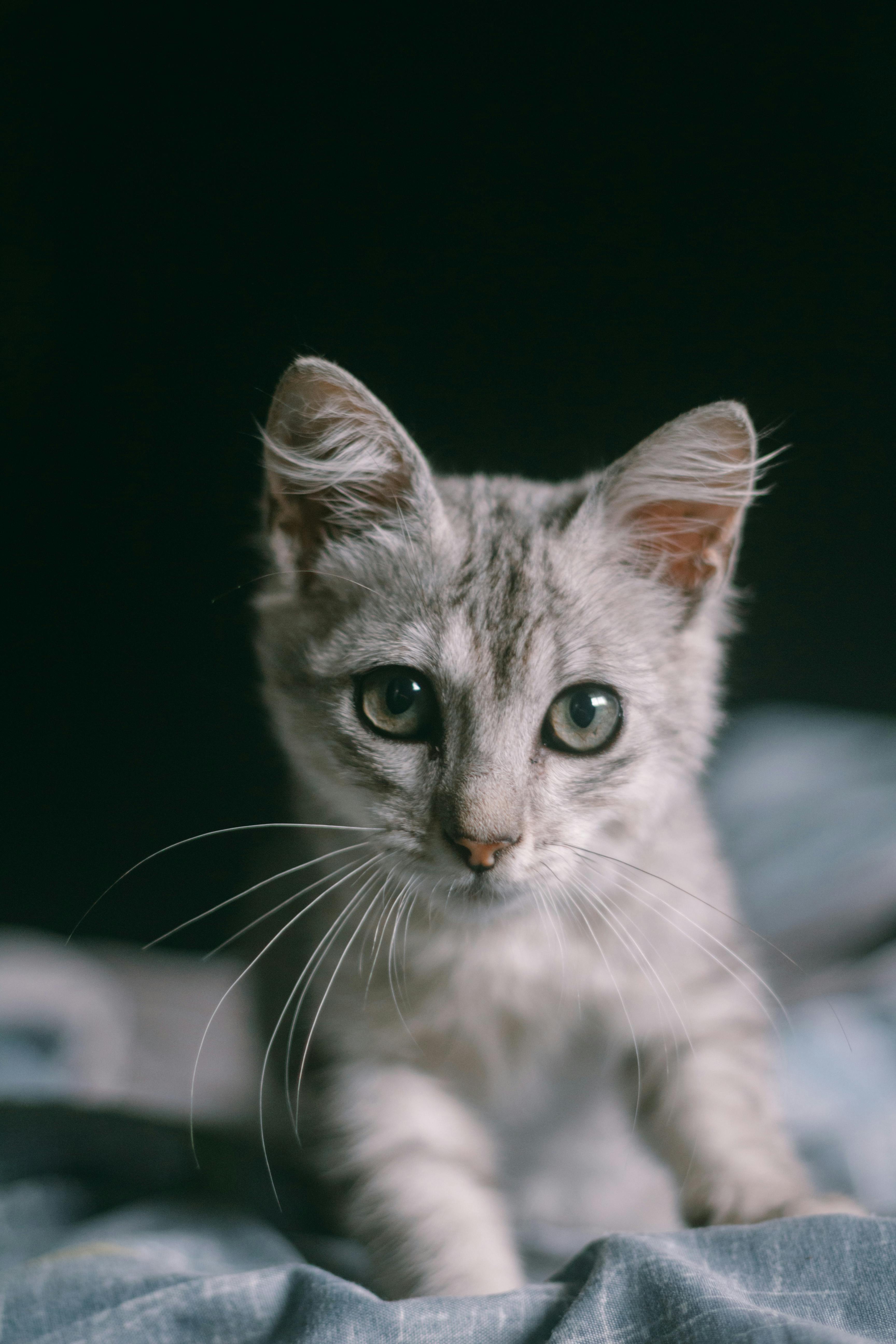 Close Up Photo of a Cat Figurine · Free Stock Photo