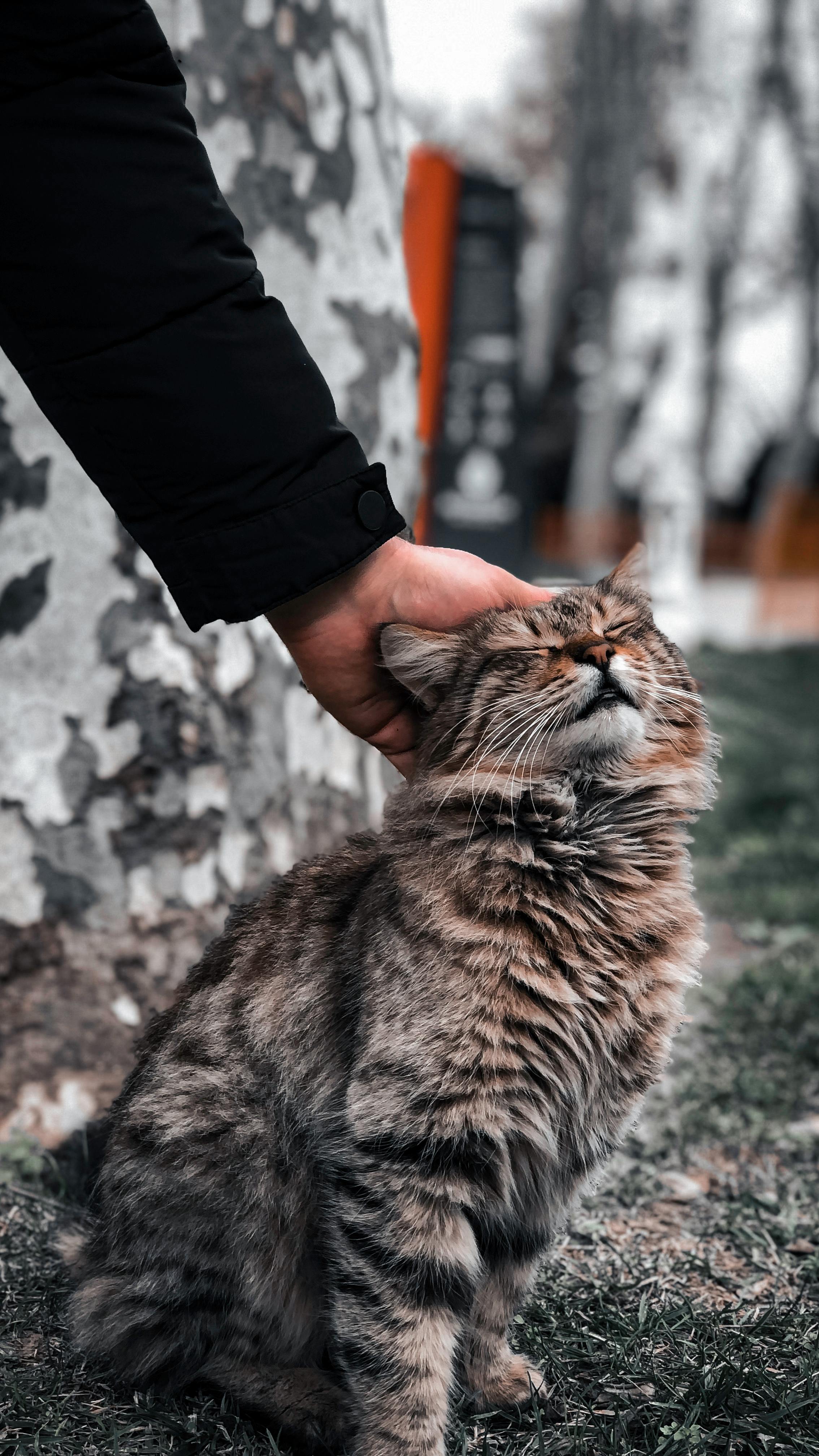 Cat Getting Petted · Free Stock Photo