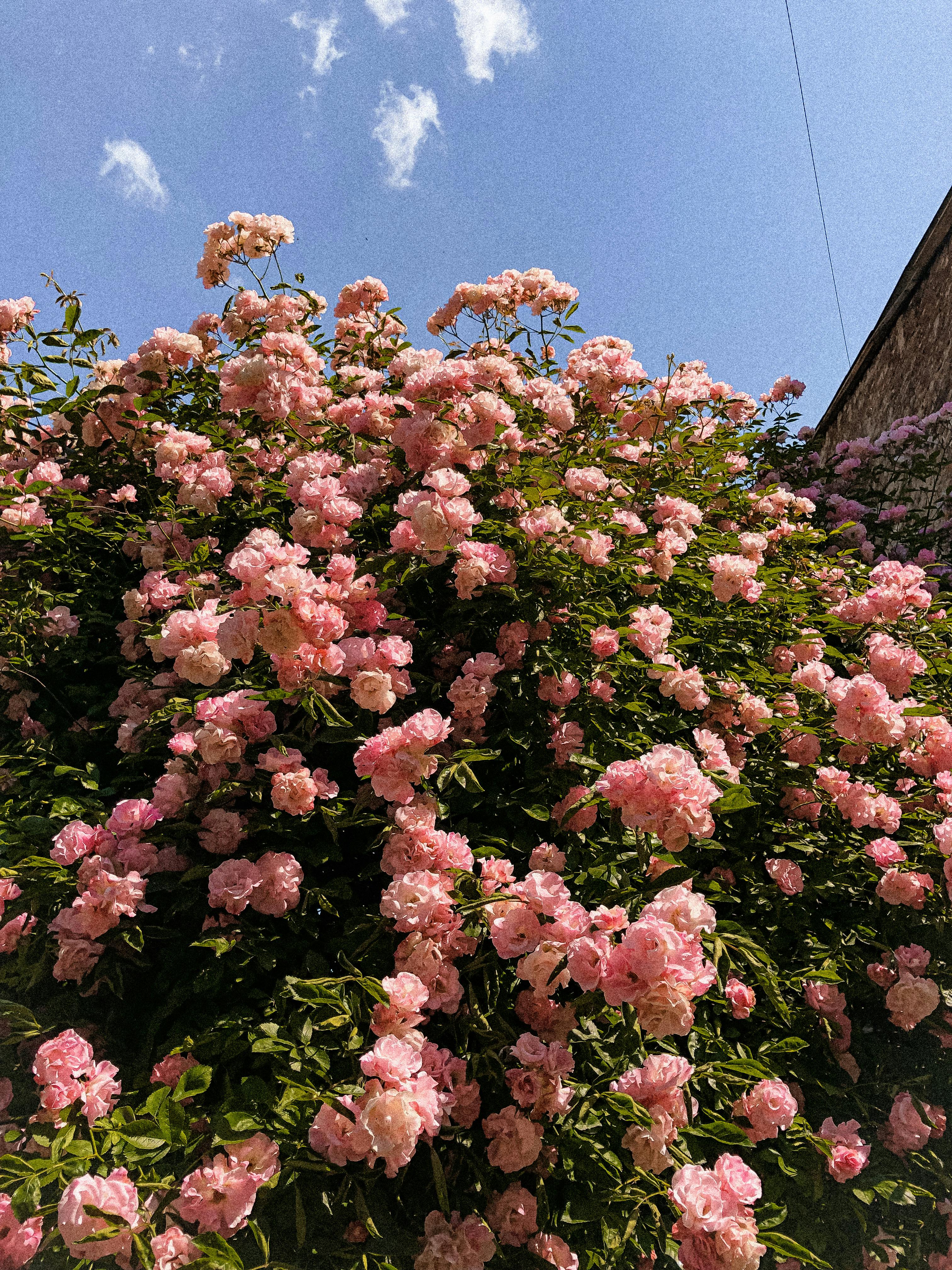 Close-up of a Pink Rosebush · Free Stock Photo