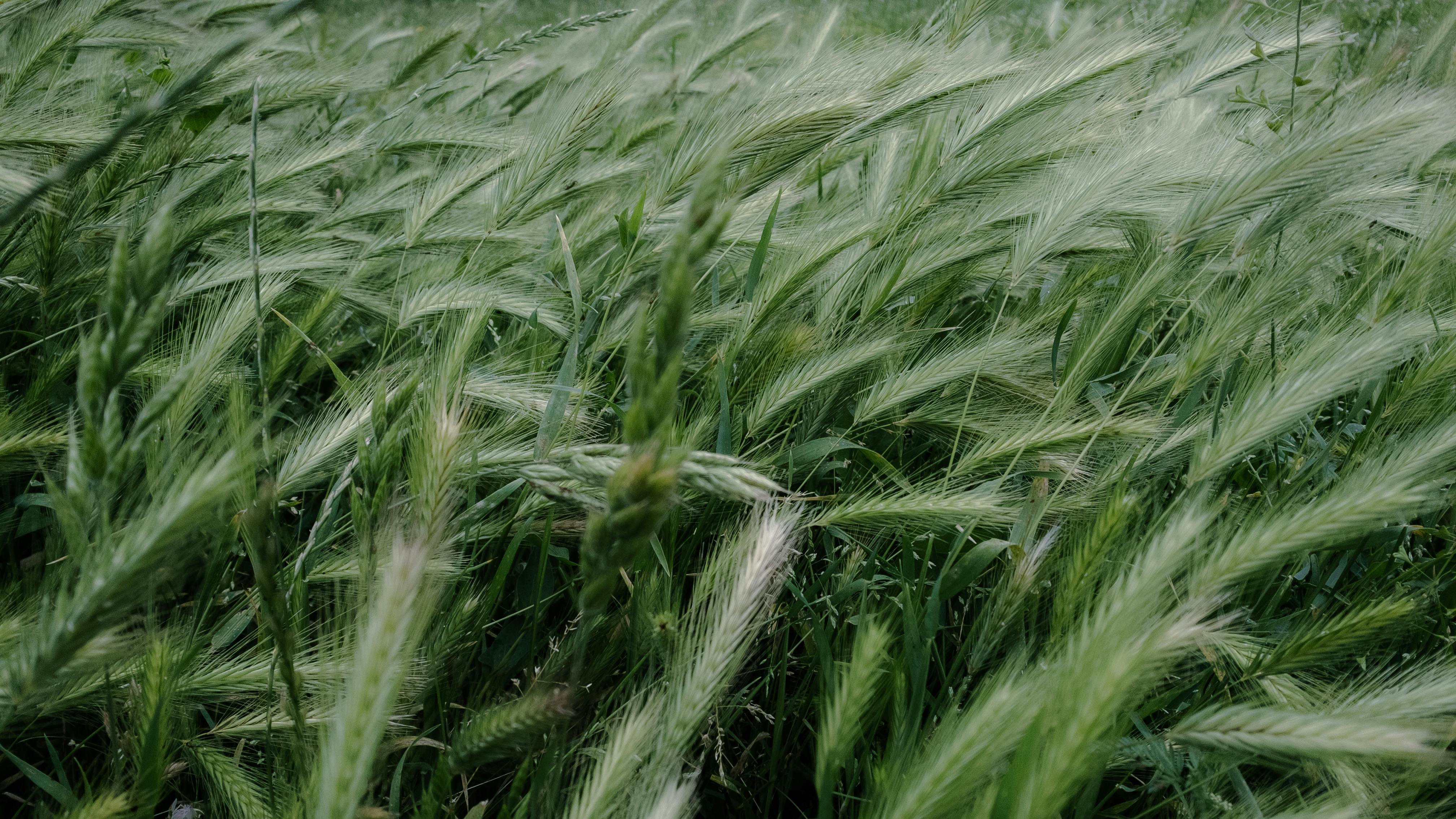 Close-up of Barley in the Field · Free Stock Photo