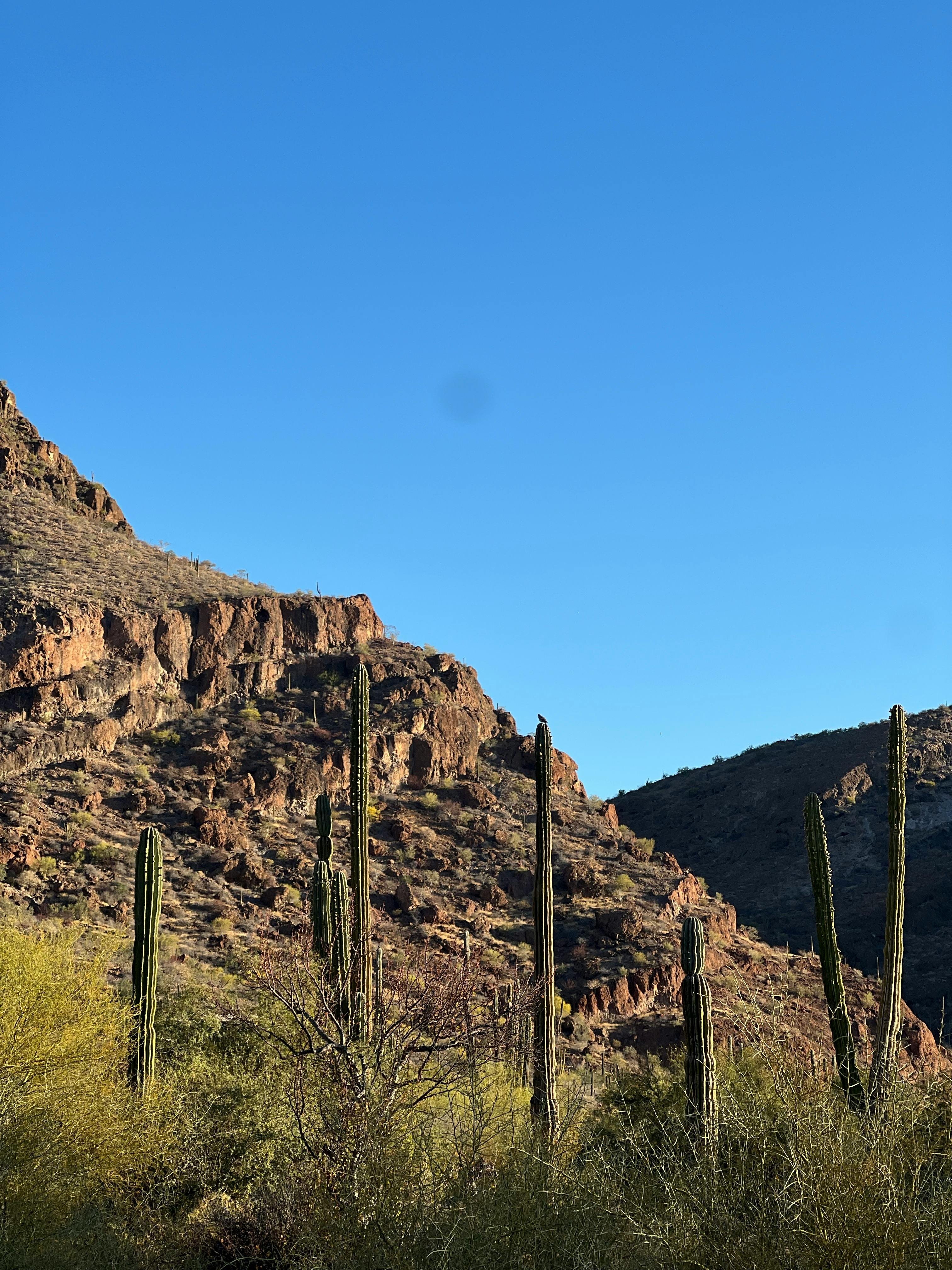 Cactus on a Desert · Free Stock Photo