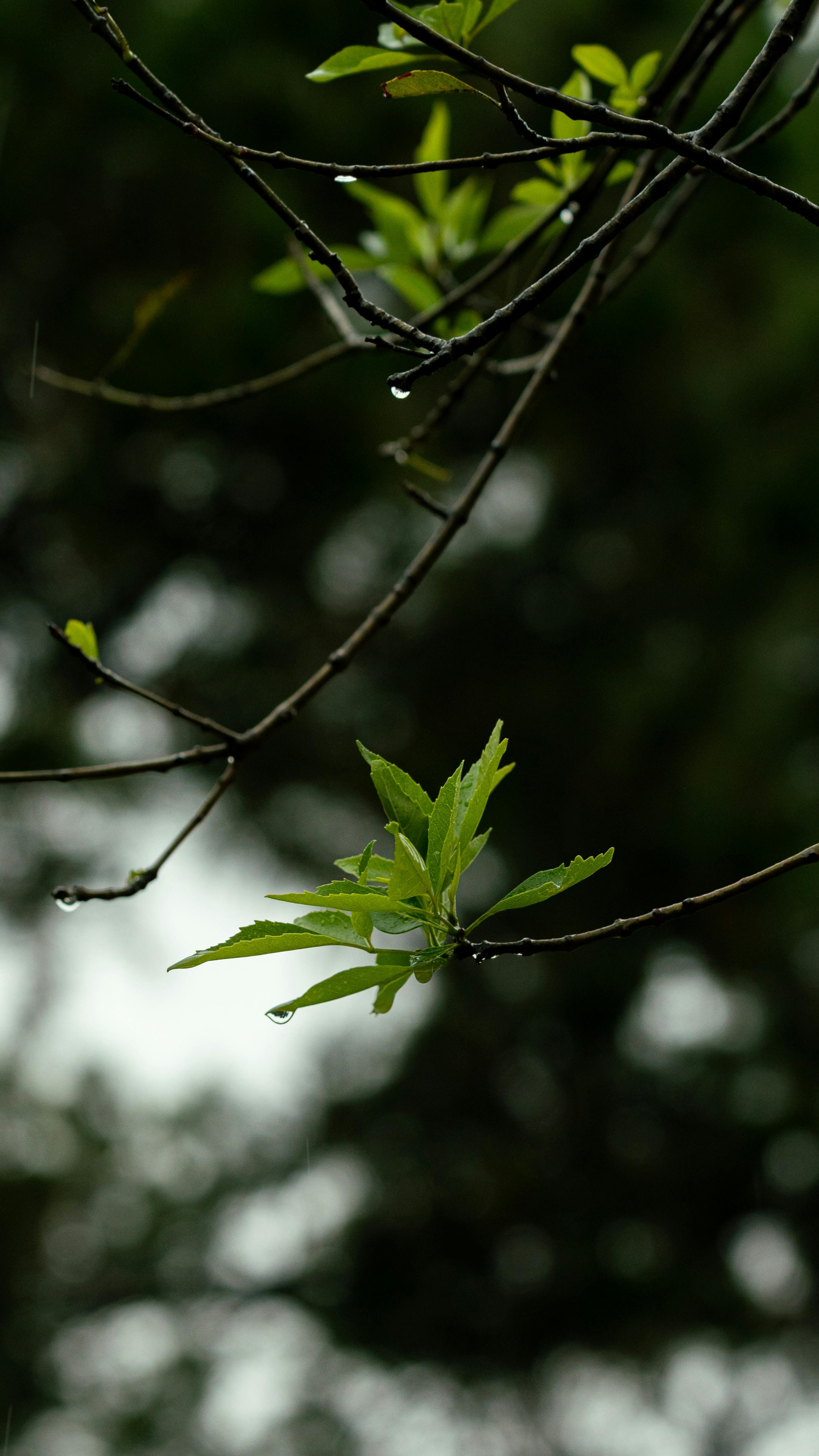 Close-up of a Tree Branch after Rain · Free Stock Photo