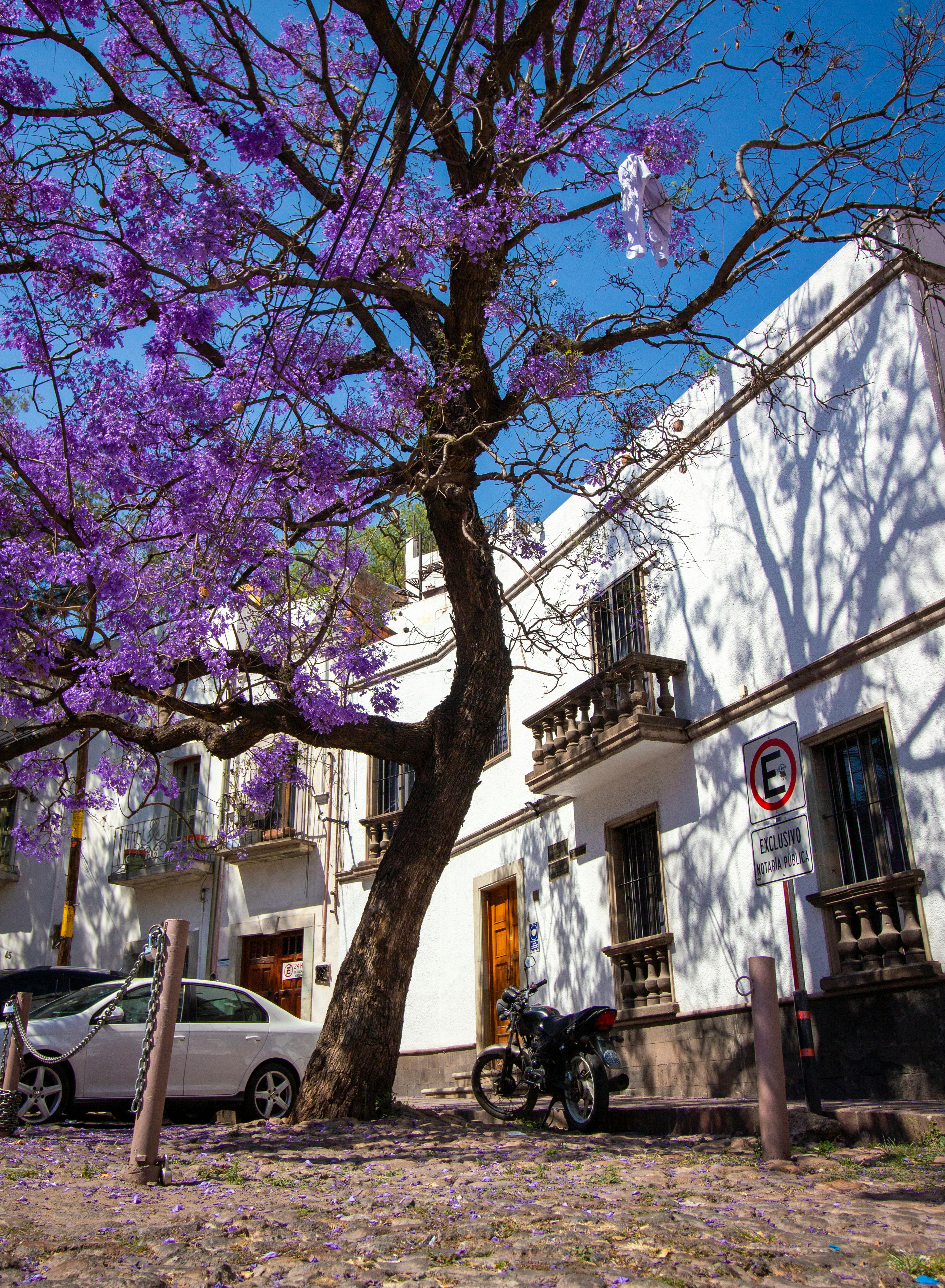 Purple Tree near Building · Free Stock Photo