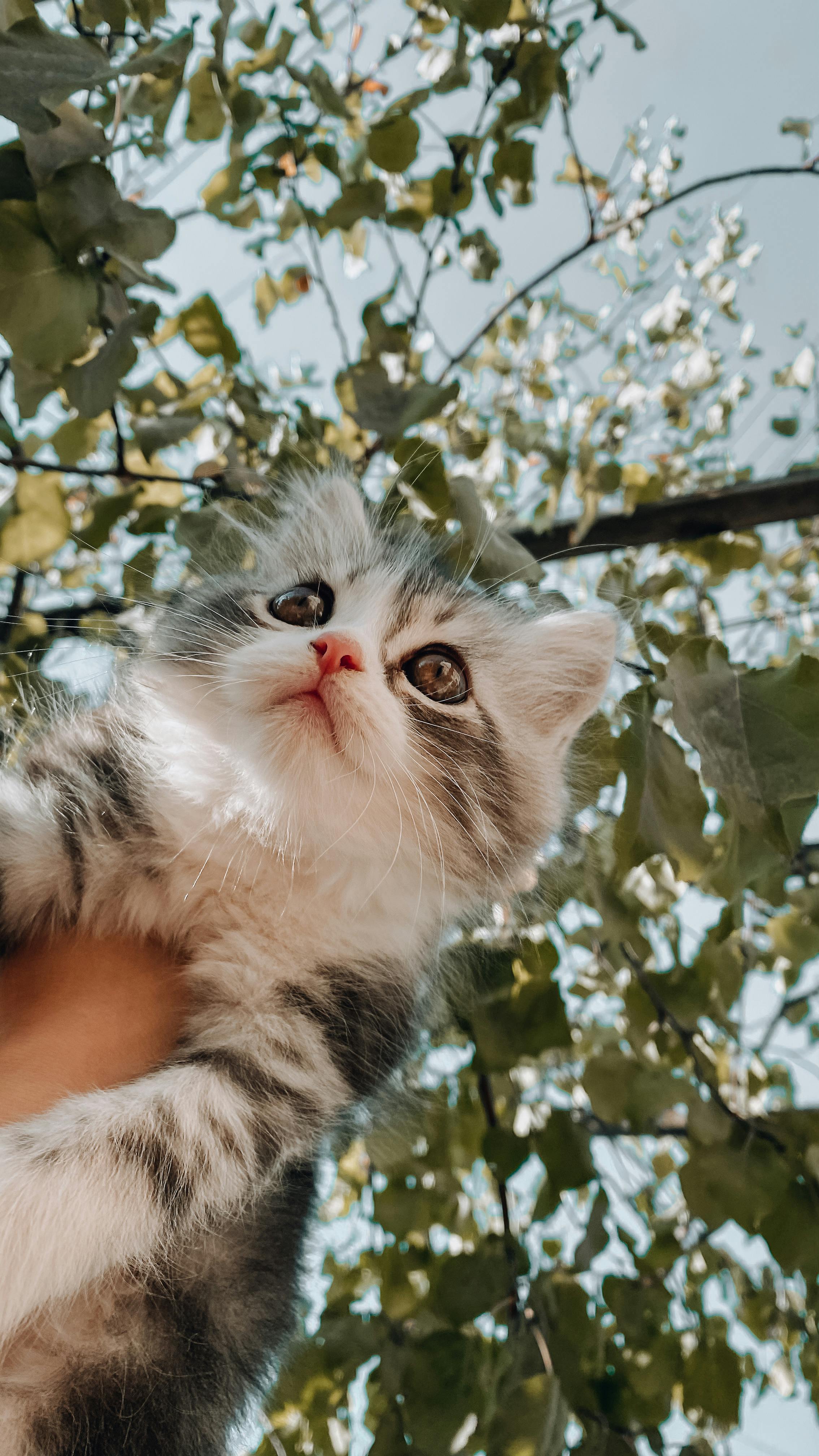 Fluffy Cat on Blooming Tree Background · Free Stock Photo