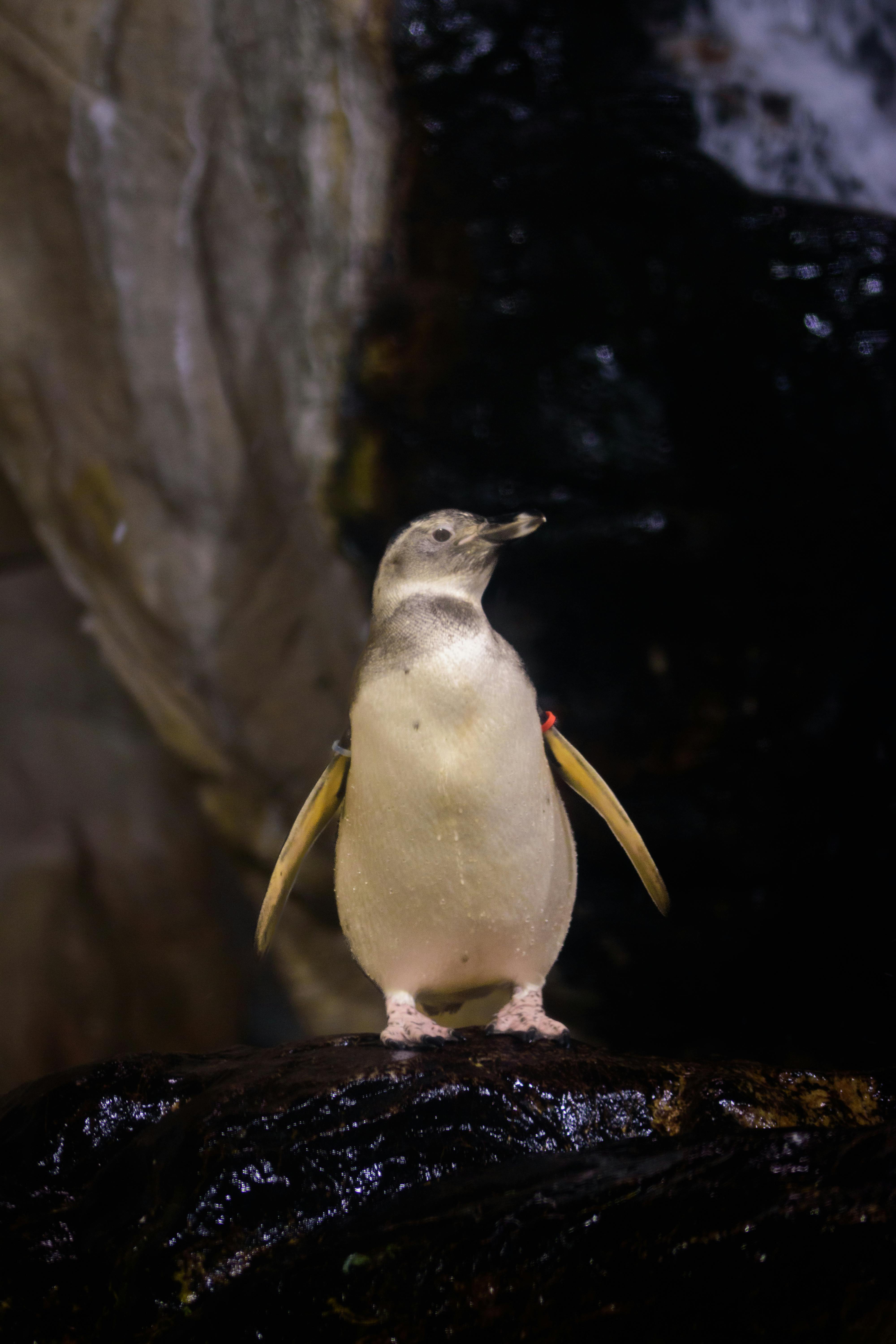 Close-up of a Penguin on the Rock · Free Stock Photo