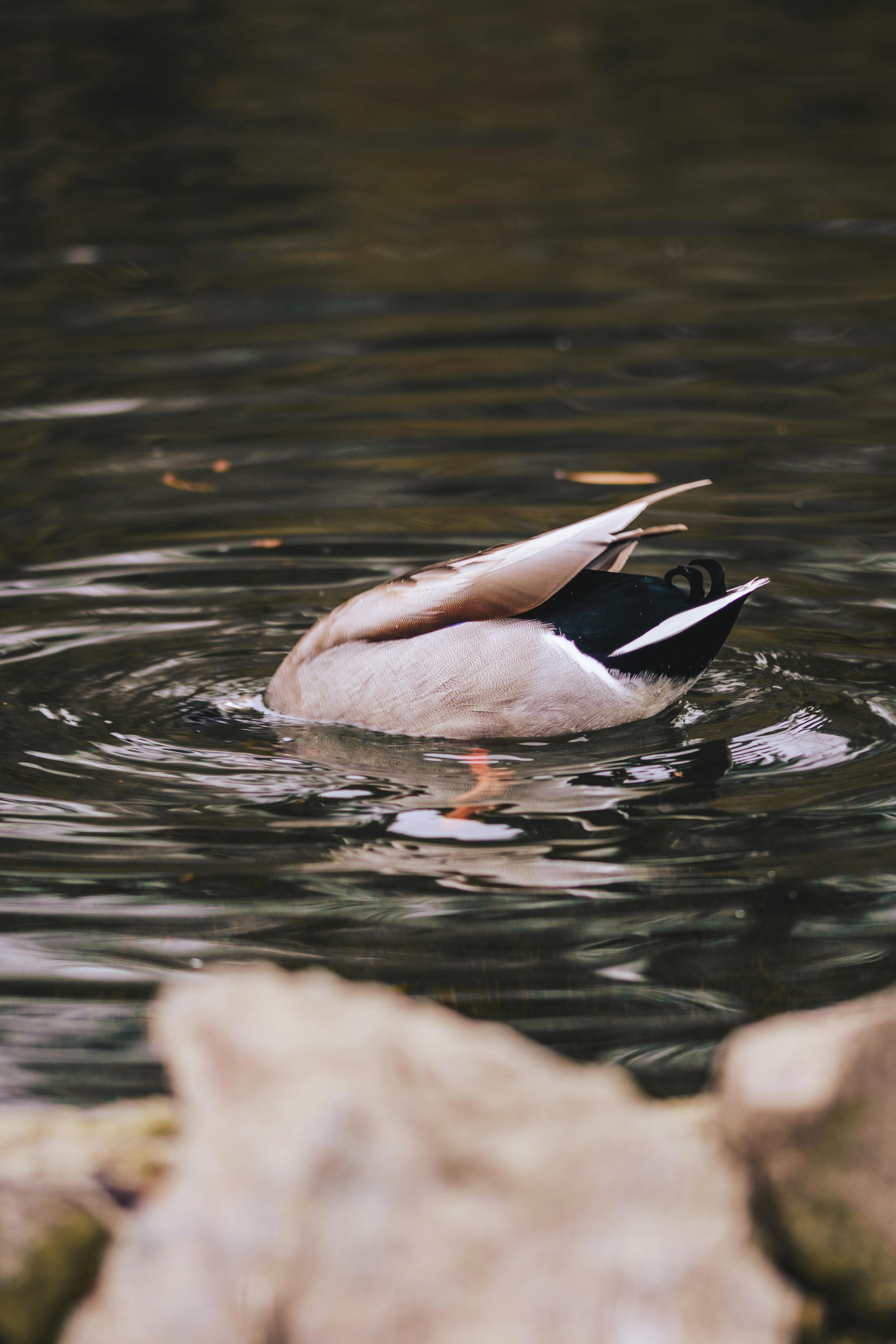 Close-up of a Duck Diving · Free Stock Photo